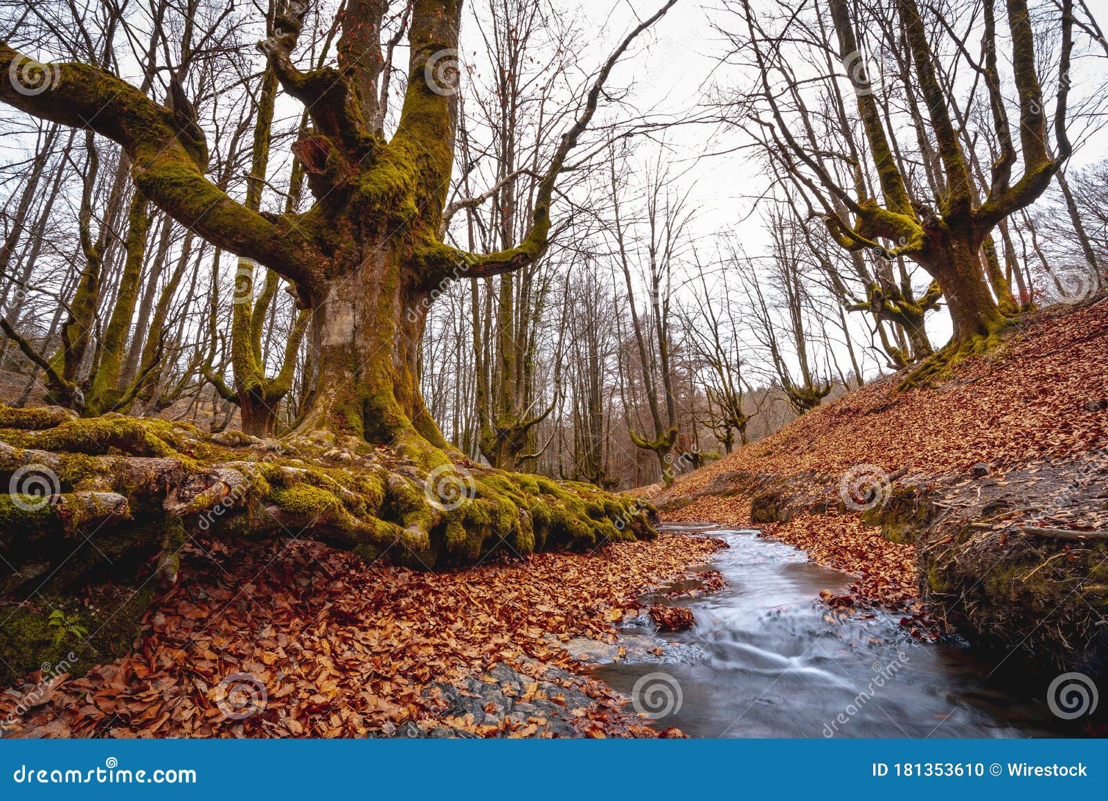 Fantasy Forest Otzarreta in the Autumn in the Basque Country Stock ...
