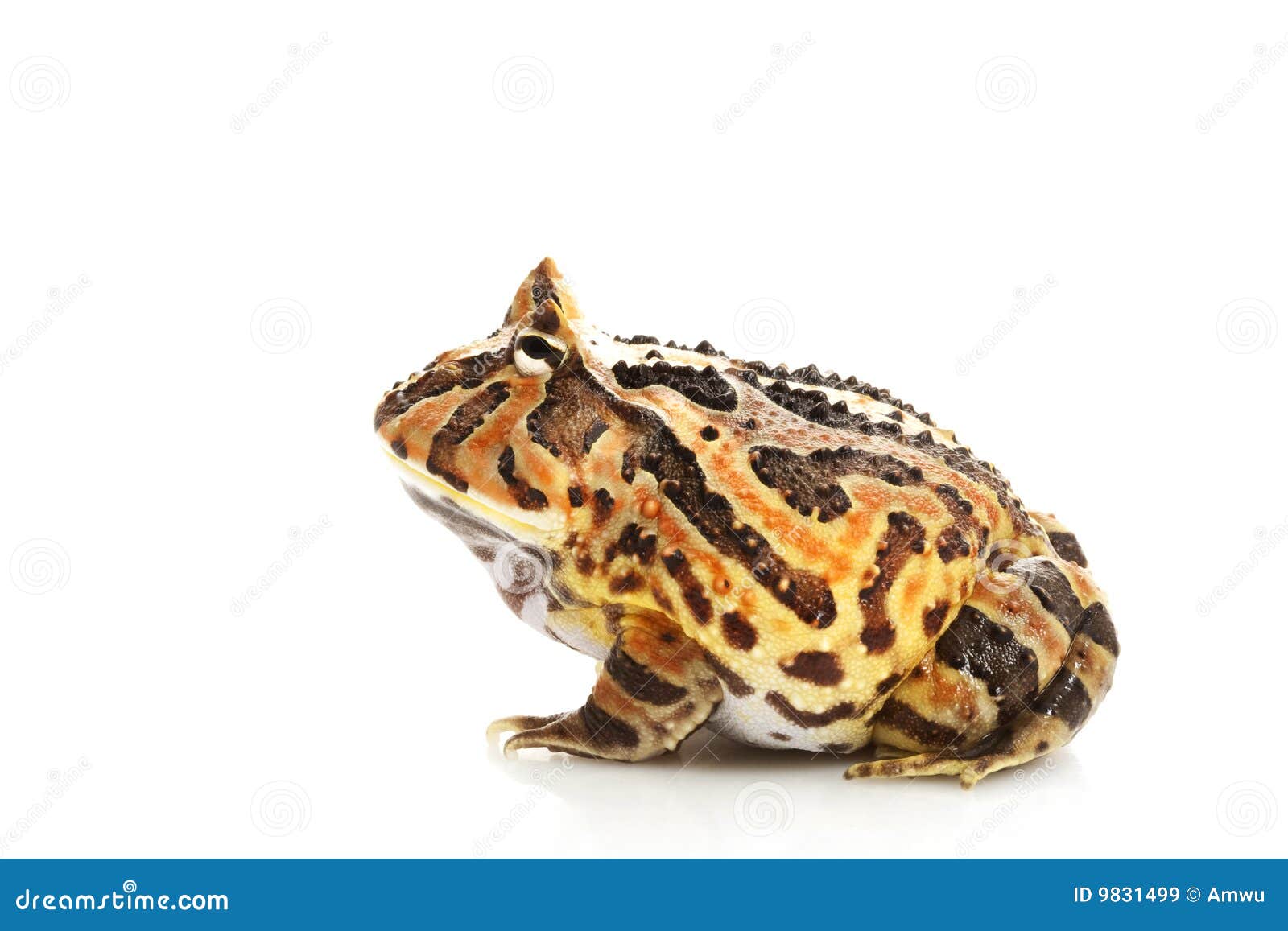 Fantasy Frog stock image. Image of species, amphibian - 9831499