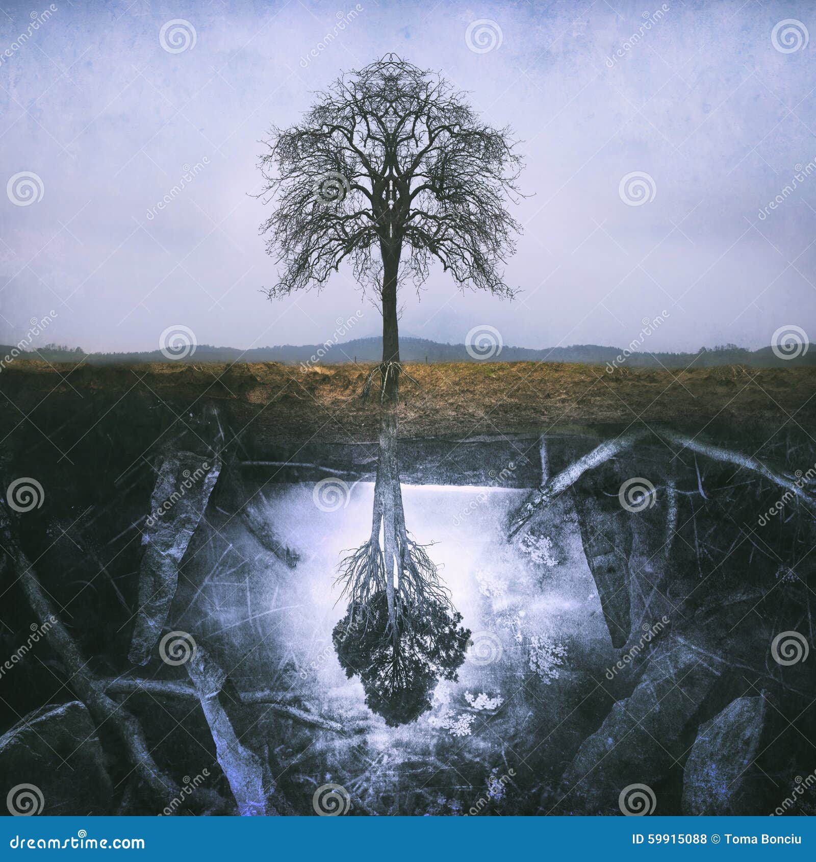 Underground Leopard Tree Root System Recognized Brands | www ...