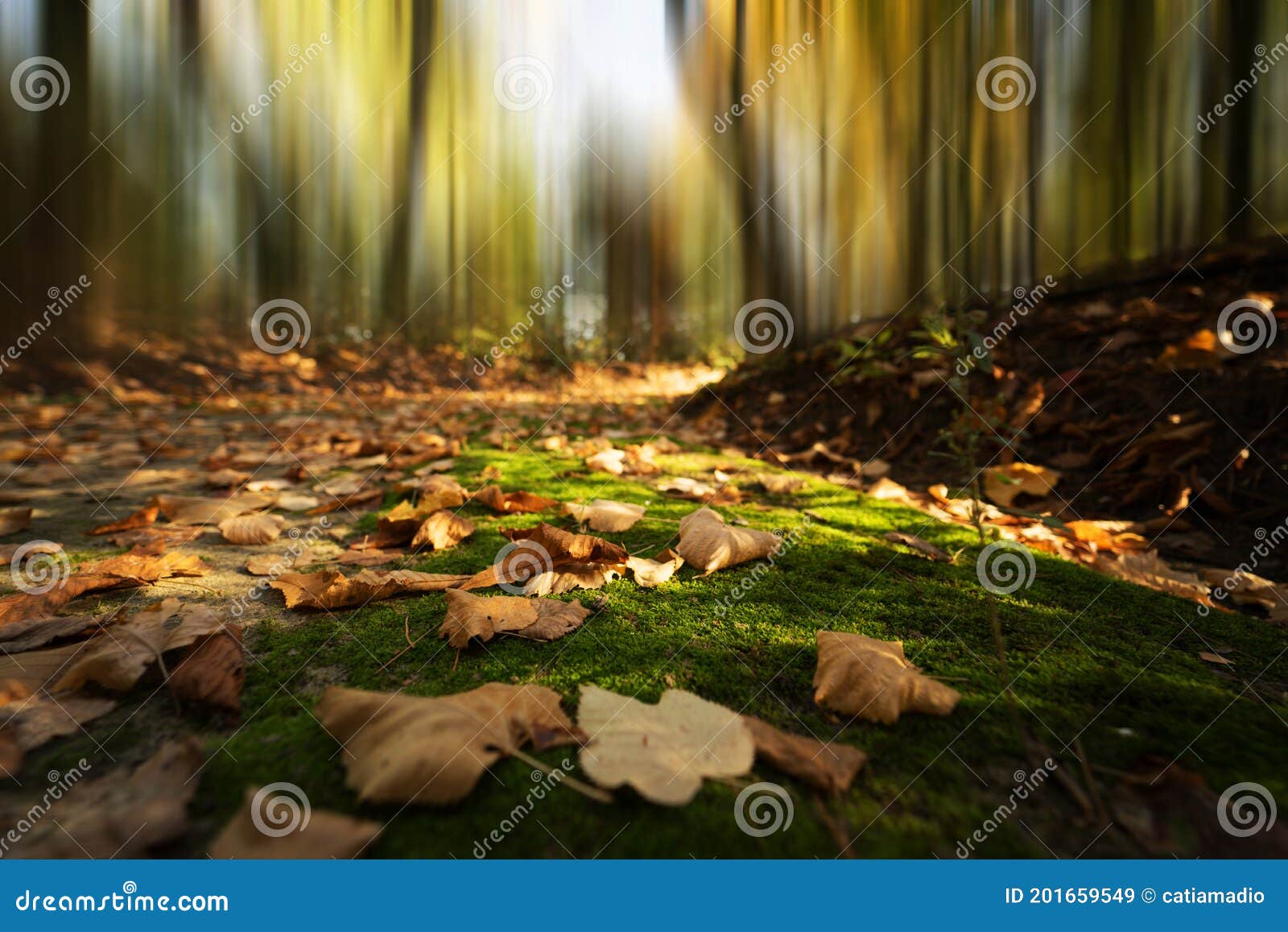 Fantasy Magical Autumn Leaves Forest Stock Image - Image of colors ...