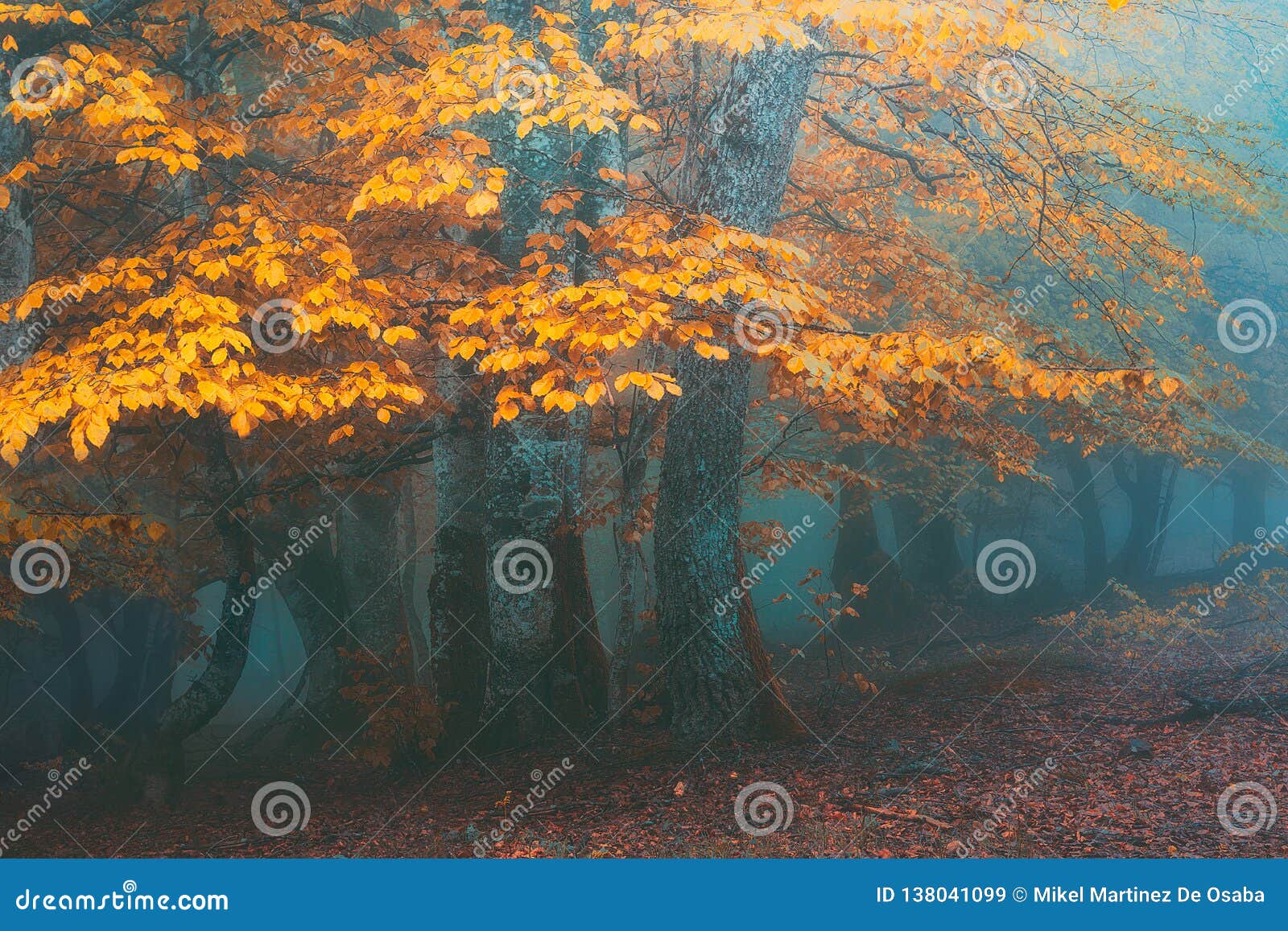 Fantasy forest in autumn stock image. Image of background - 138041099