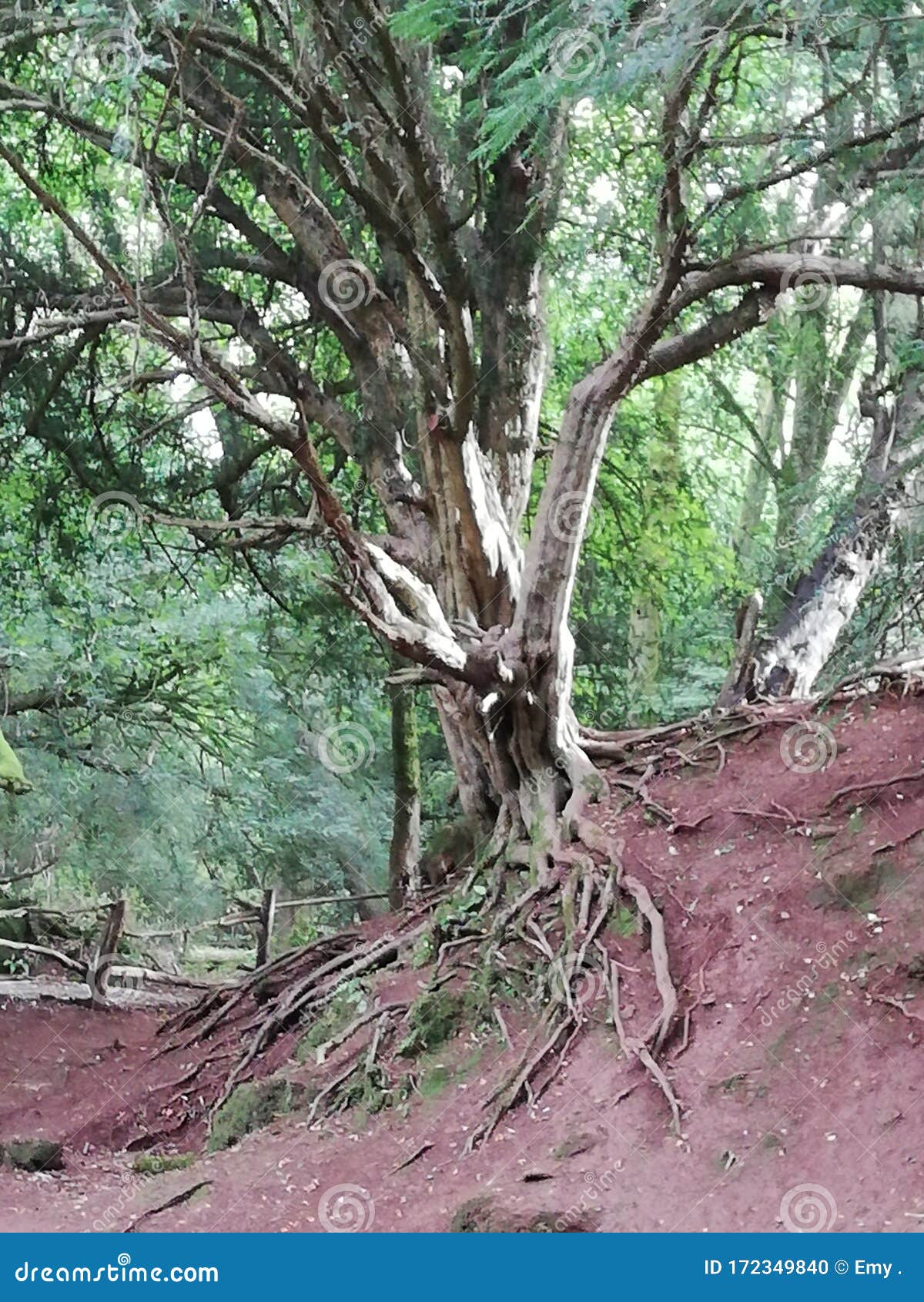 Fantasy Old Tree Roots Nature Stock Photo - Image of nature, fantasy ...