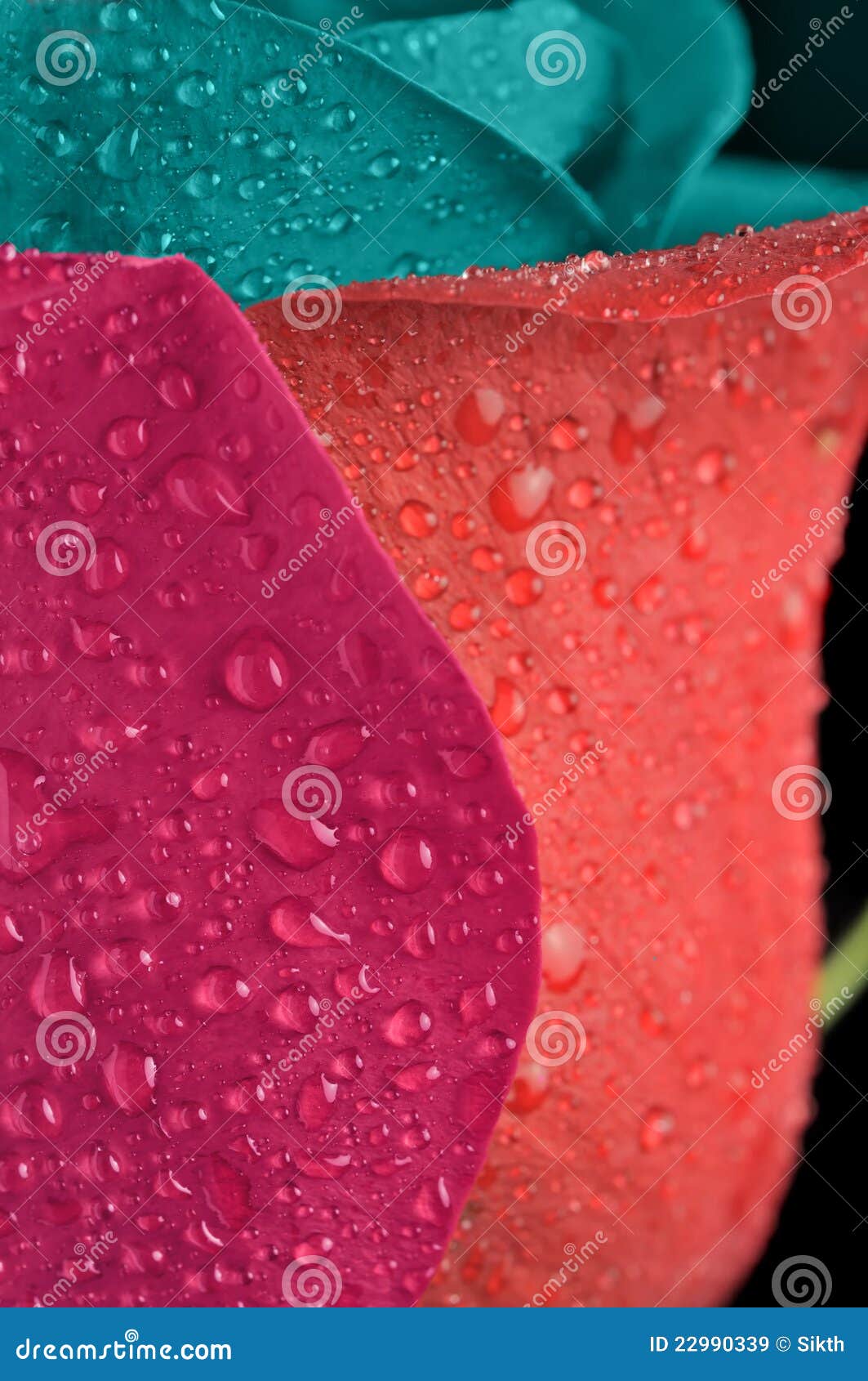 Fantasy Rose with Multicolored Petals Stock Image - Image of colored ...