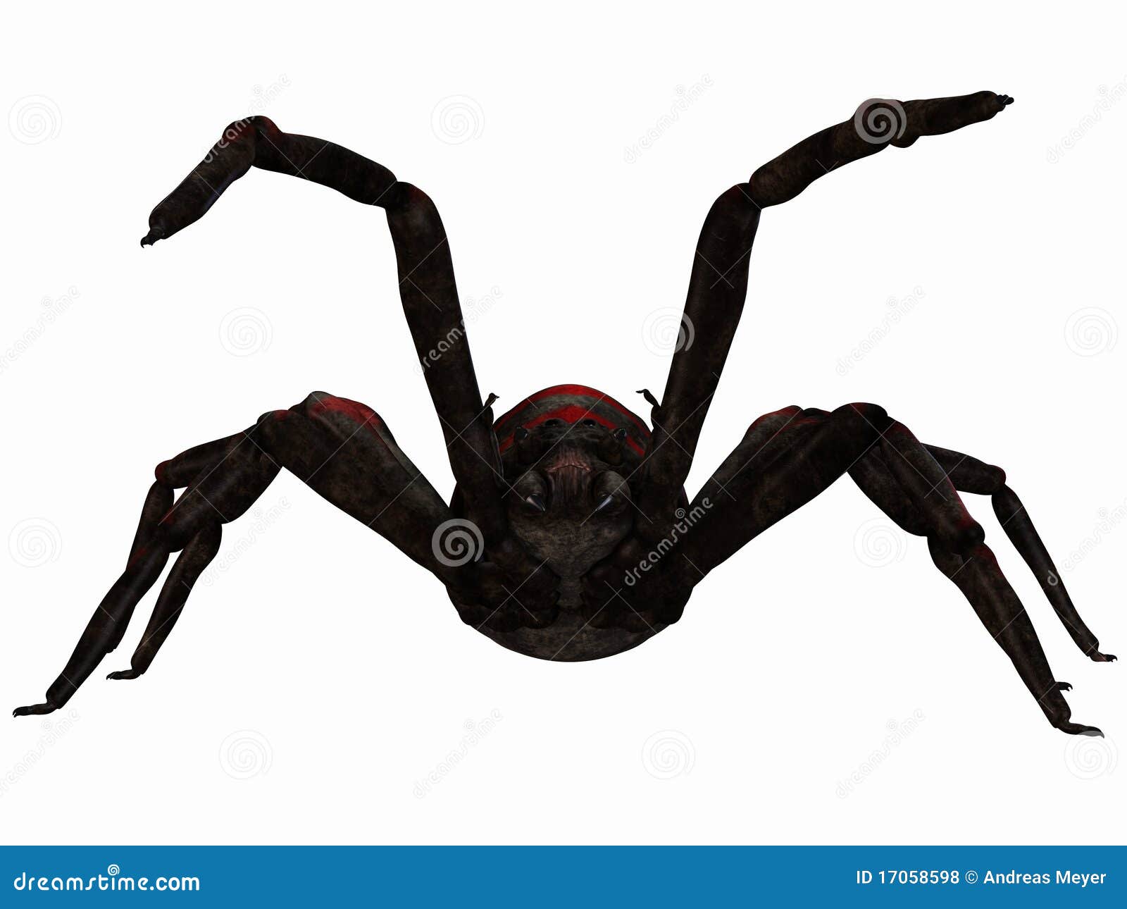 Fantasy Spider With Shadow On The Floor - Sideview From Left On White ...