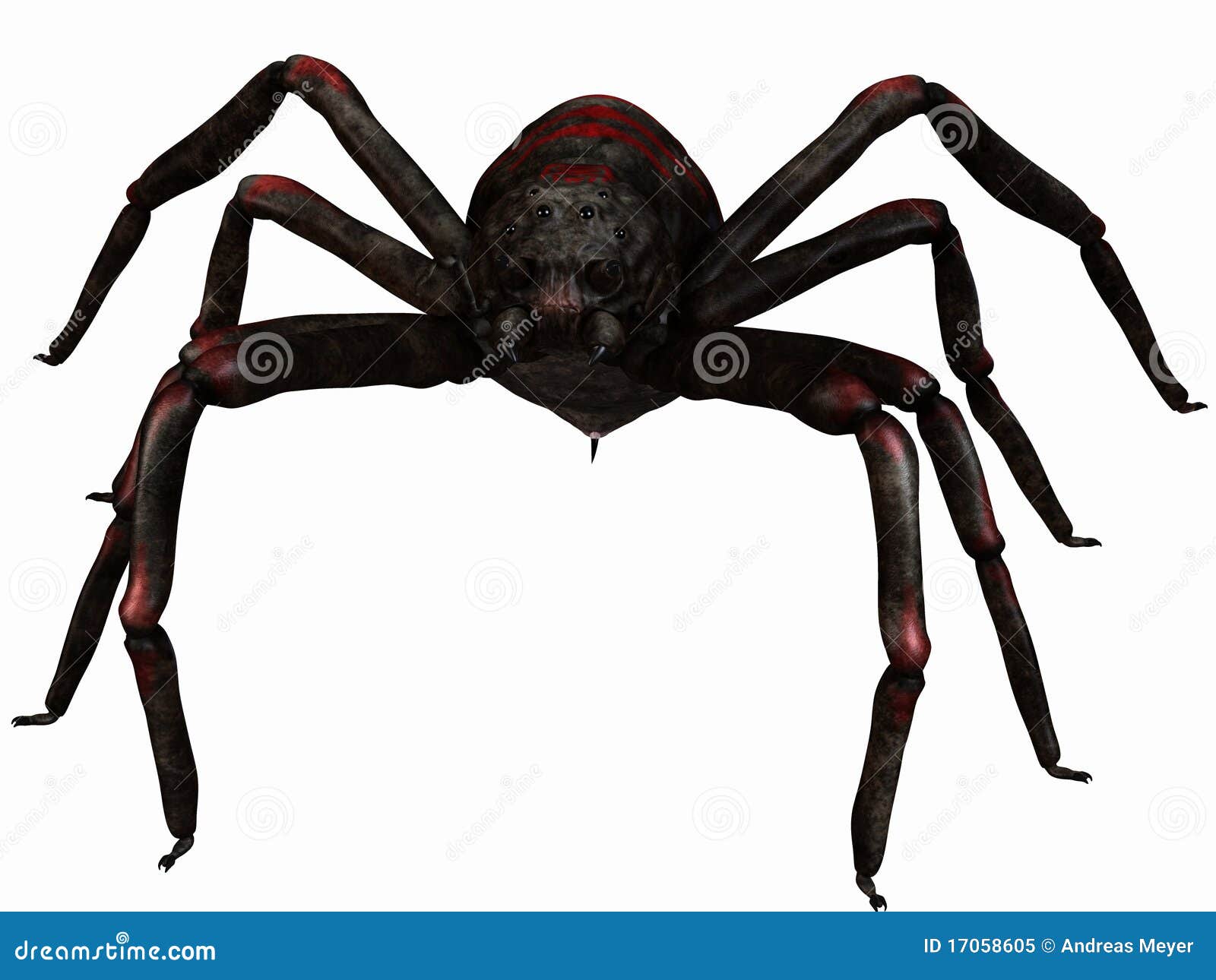 Fantasy Spider With Shadow On The Floor - Sideview From Left On White ...