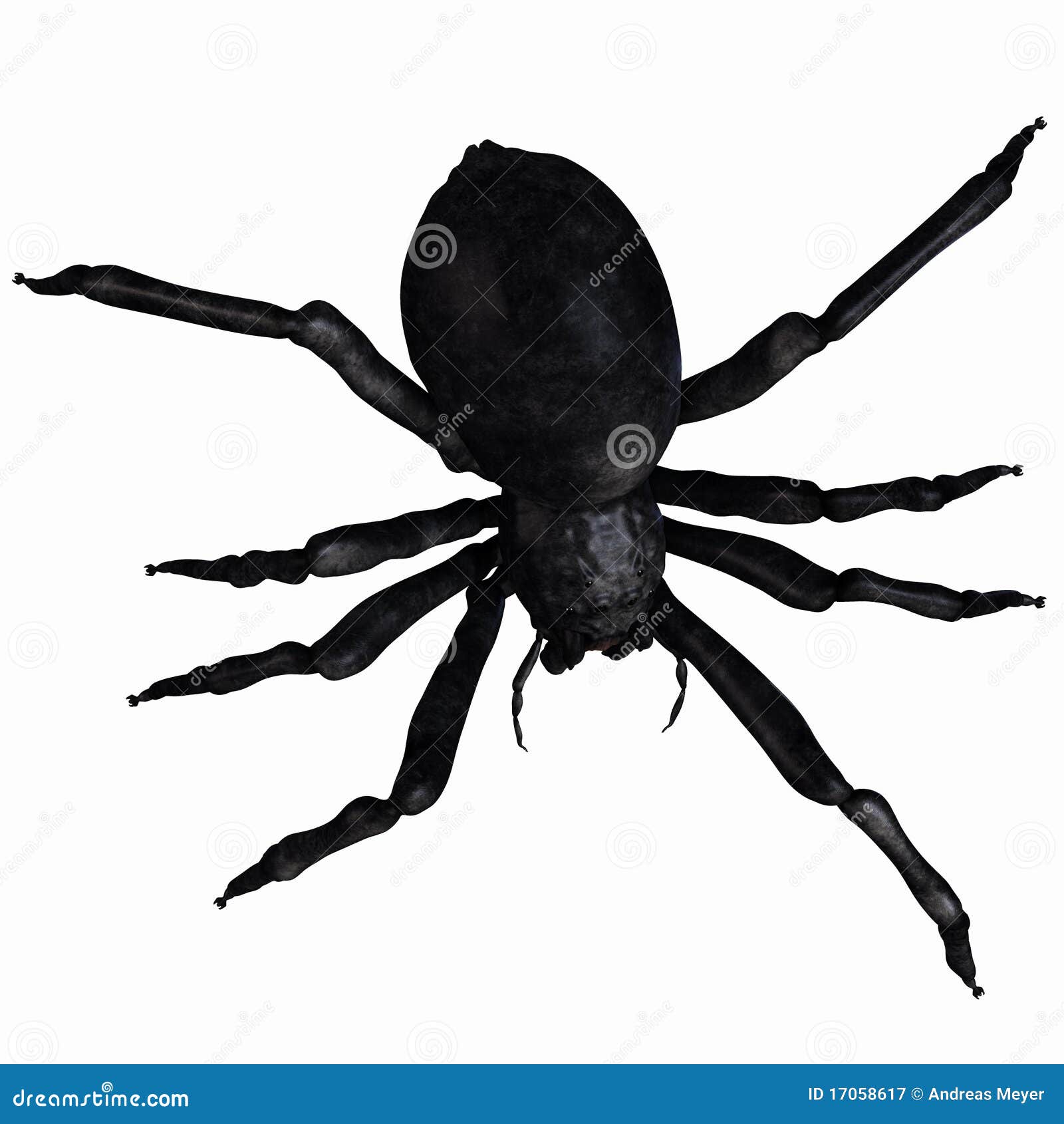 Fantasy Spider With Shadow On The Floor - Sideview From Left On White ...