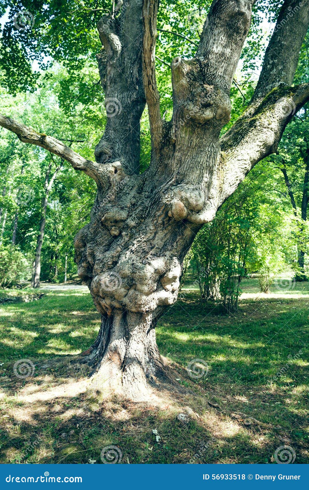 Fantasy tree stock photo. Image of root, scenery, plant - 56933518
