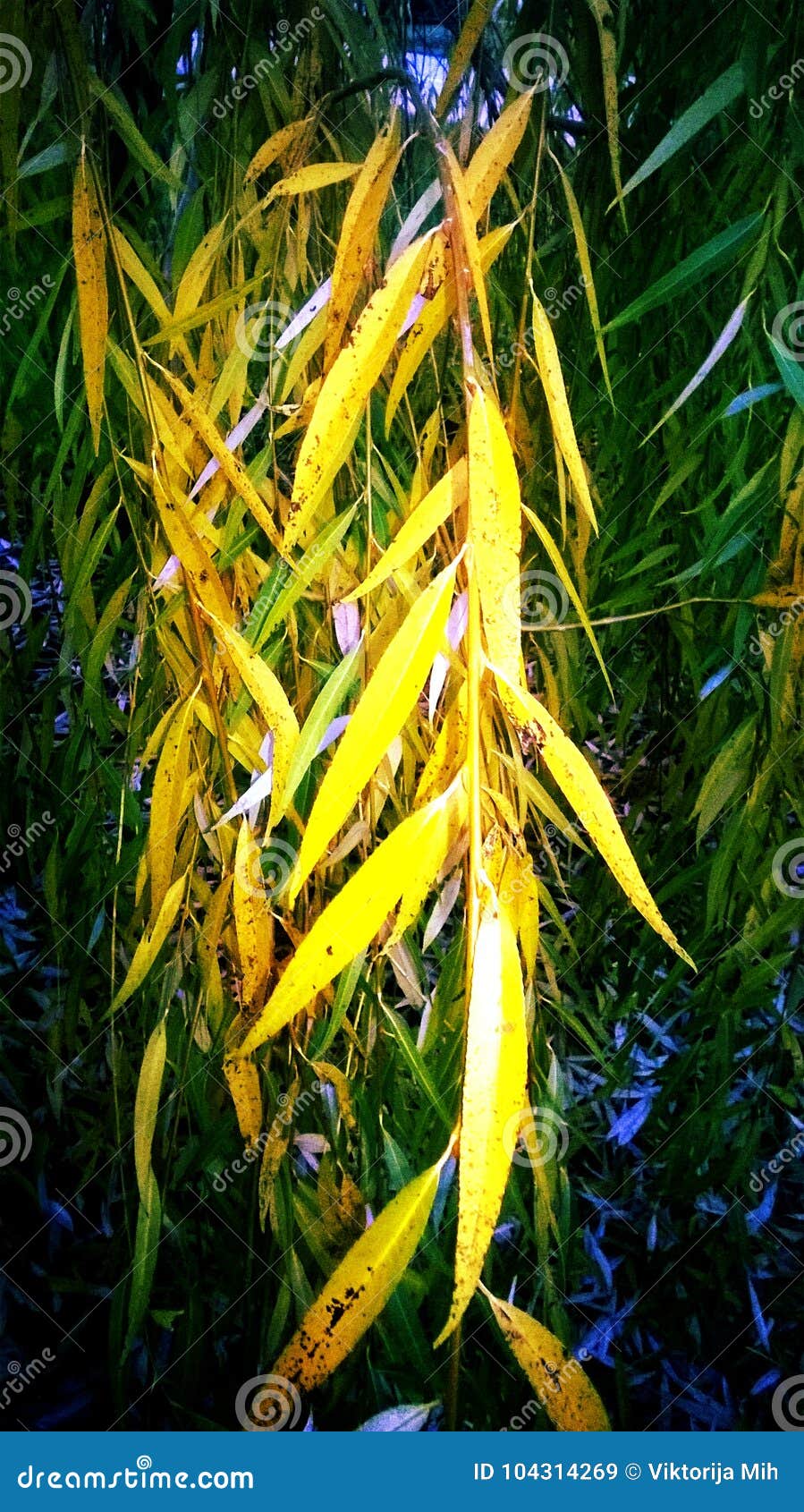 Fantasy Tree and Leaves in Fantasy Land Stock Image - Image of girls ...