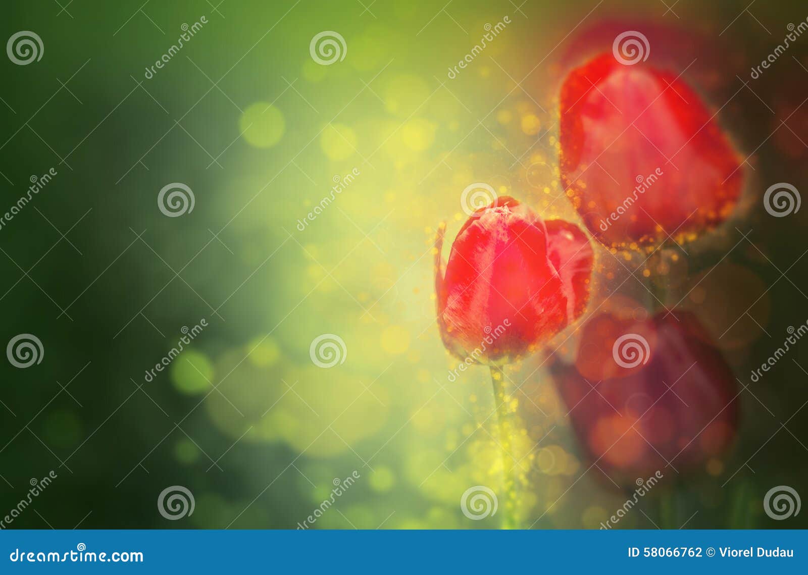 Fantasy tulip flowers stock photo. Image of natural, floral - 58066762
