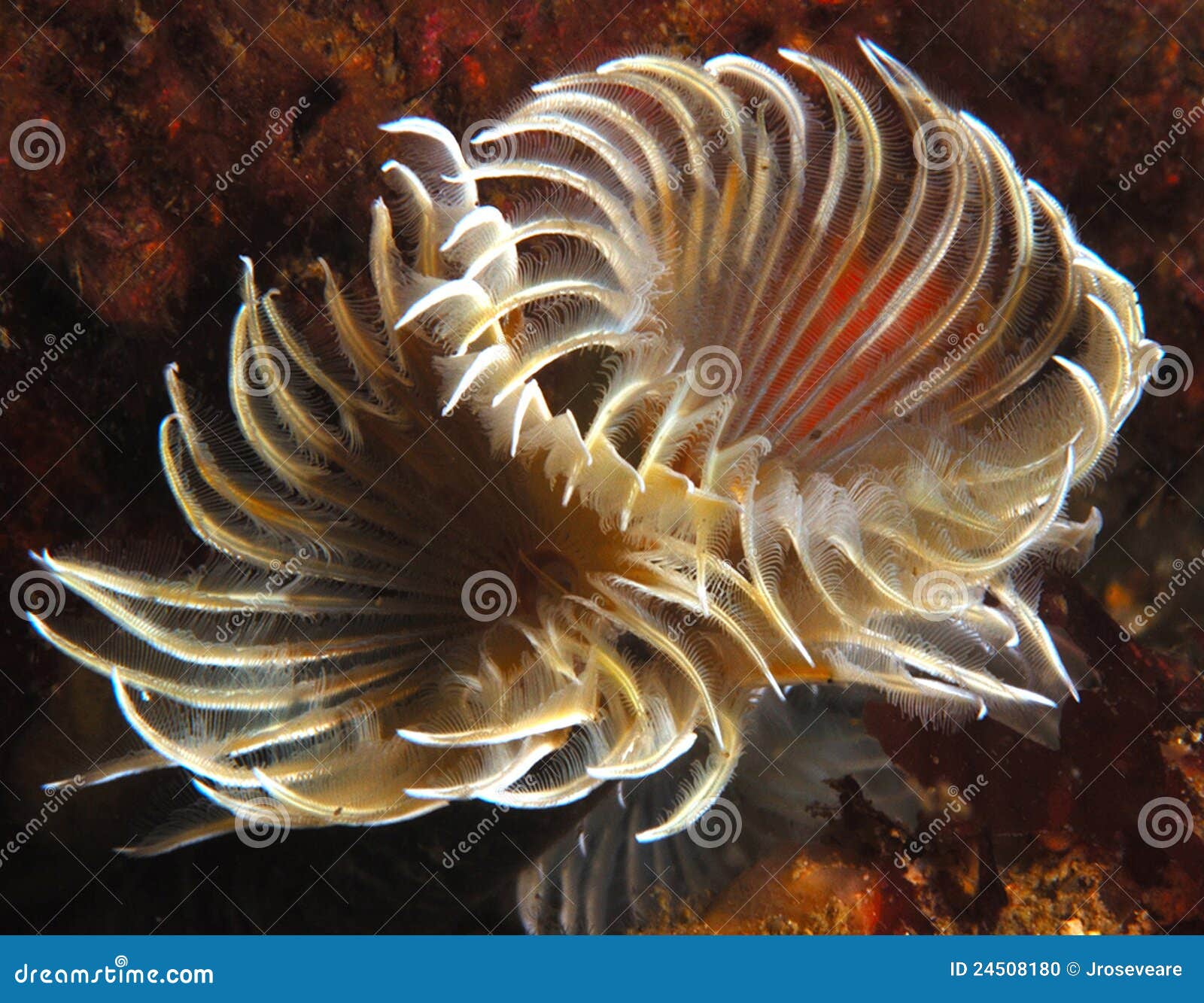 Fanworms stock photo. Image of animal, flower, dive, animals - 24508180