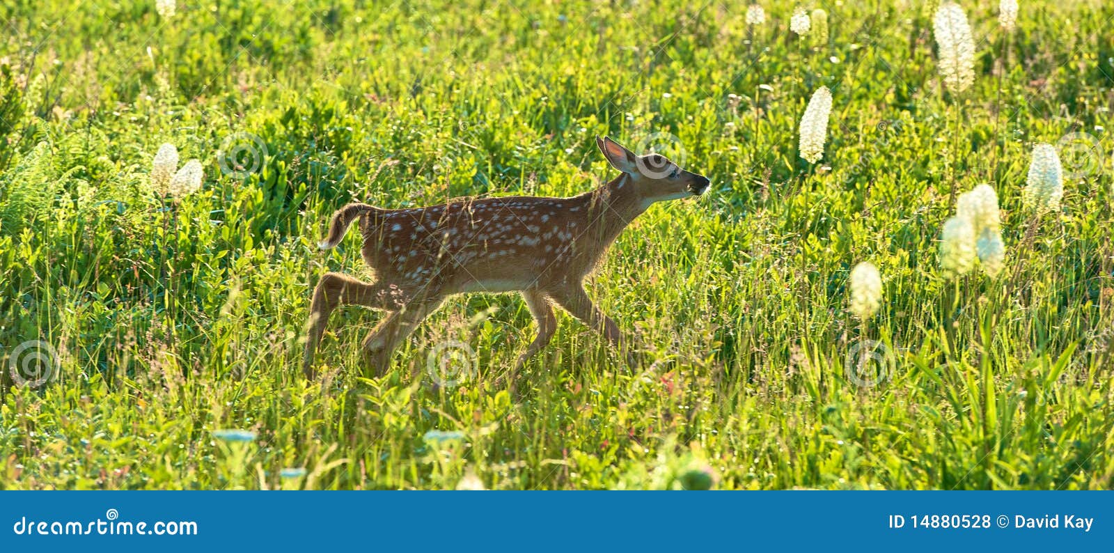 Faon photo stock. Image du couche, brun, herbe, zone - 14880528