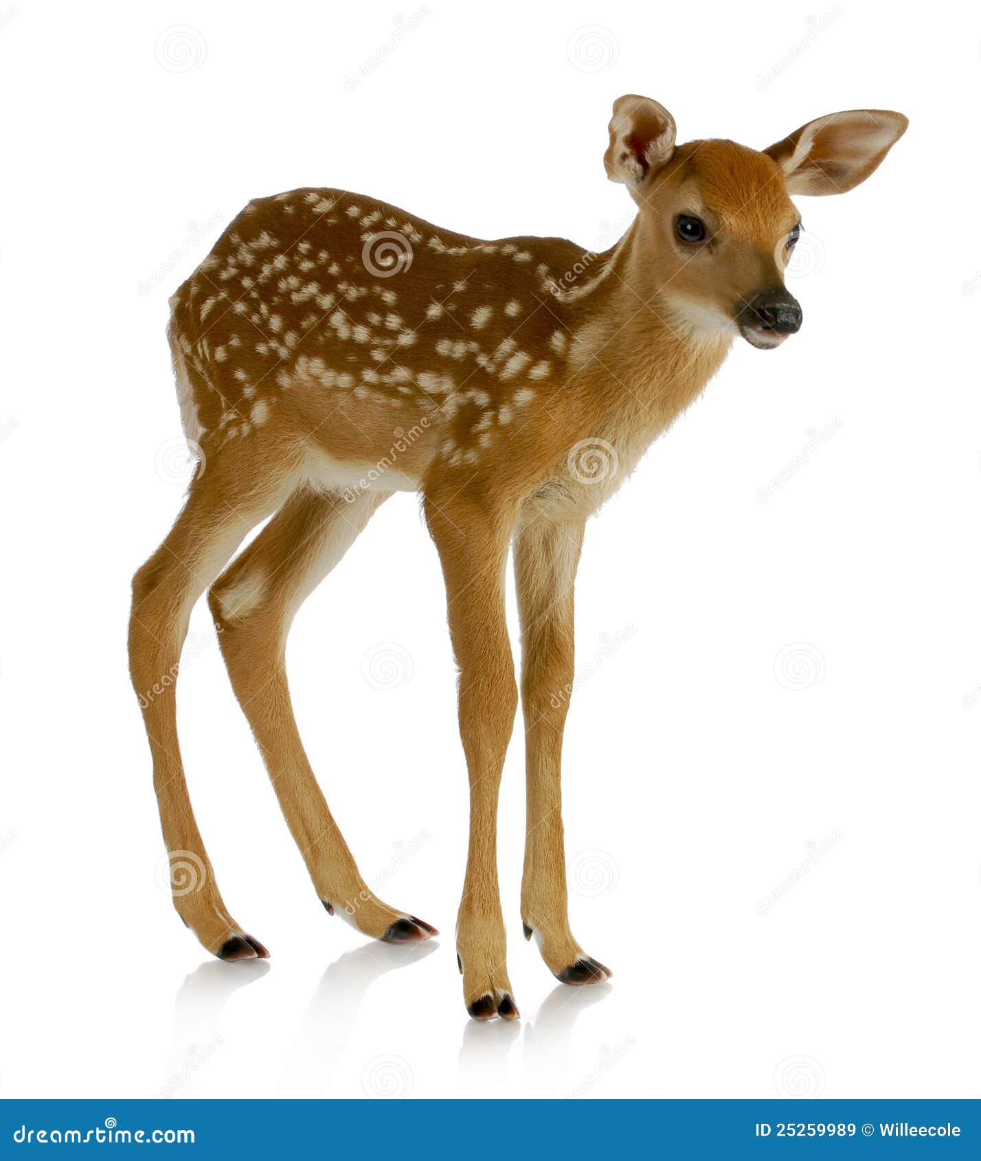 Faon image stock. Image du repèré, adorable, herbivore - 25259989