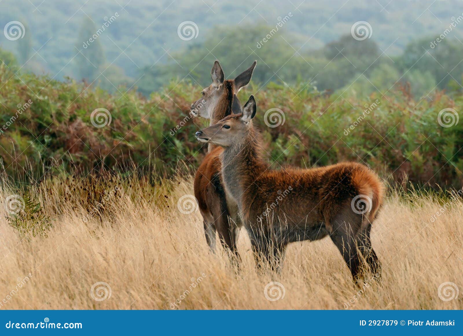 Faon image stock. Image du daine, mignon, shenandoah, beau - 2927879