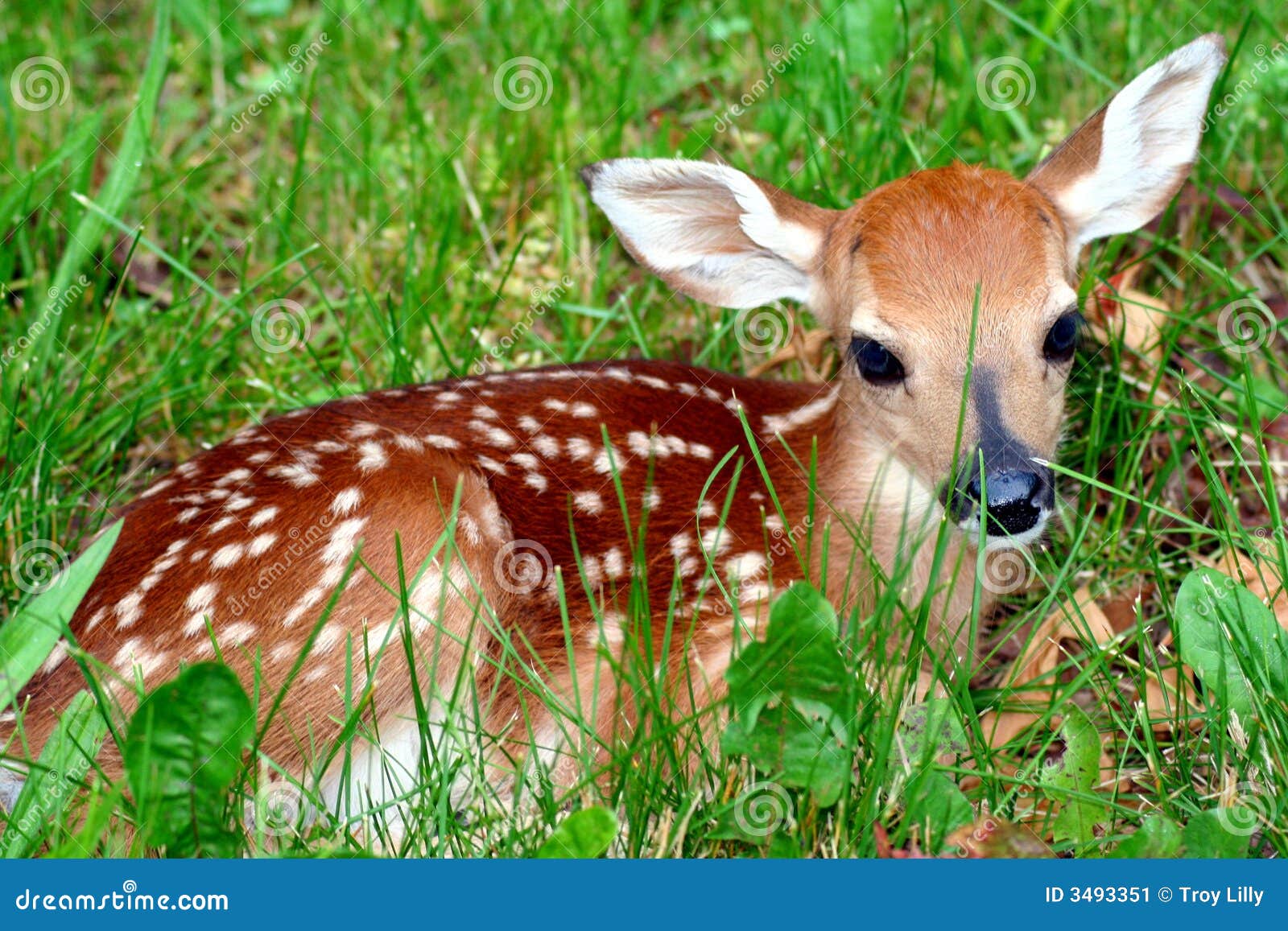 Faon dans l'herbe image stock. Image du expression, oreilles - 3493351