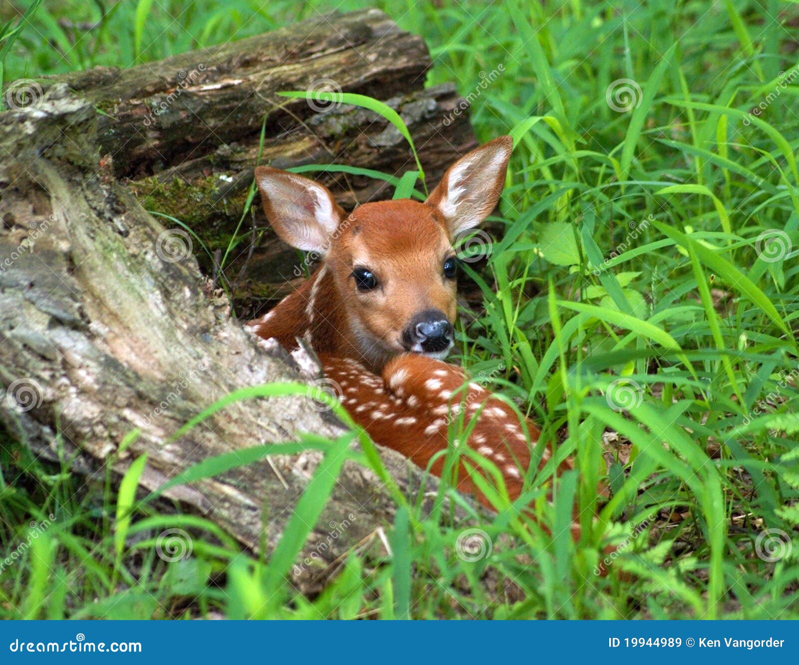 Faon de dissimulation image stock. Image du vert, faune - 19944989