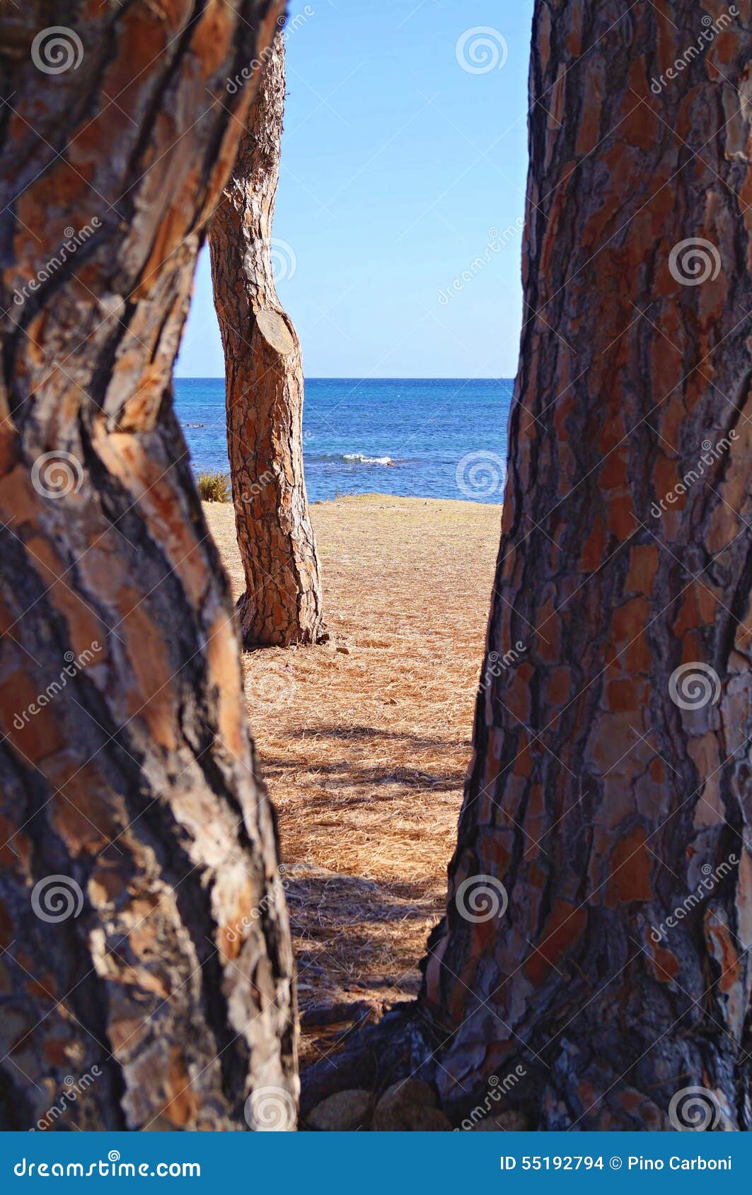 Far beach behind the trees stock photo. Image of shadows - 55192794