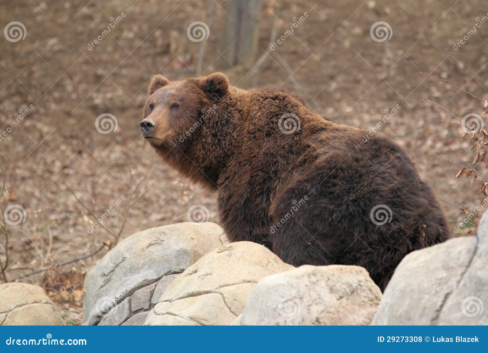 Eastern Brown Snake - Pseudonaja Textilis Also The Common Brown Snake ...