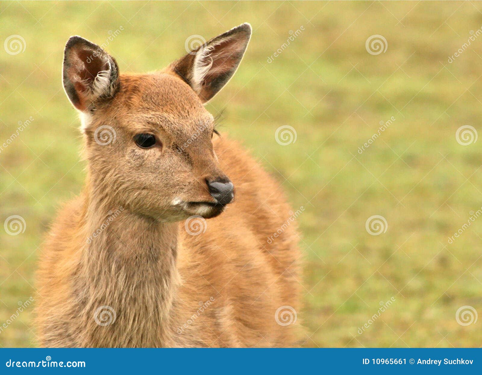 Far eastern deer stock image. Image of animal, nature - 10965661