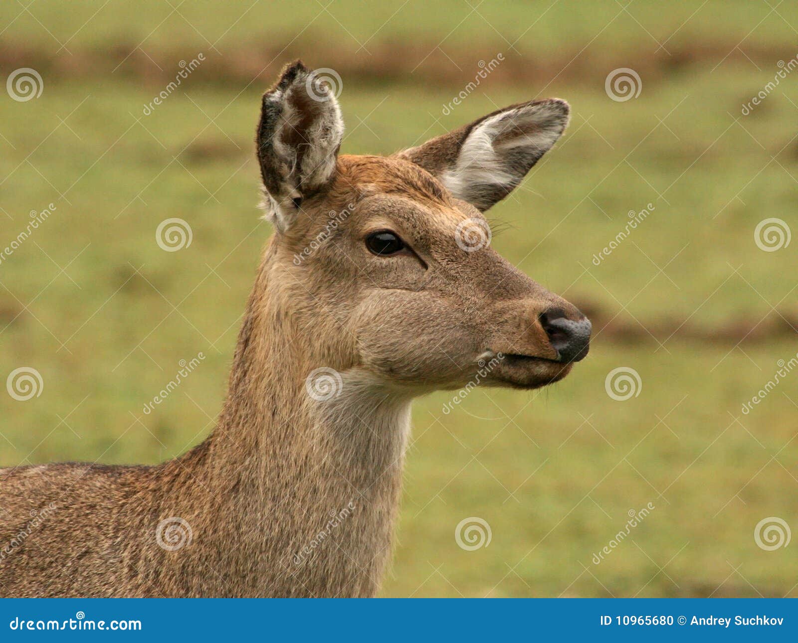 Far eastern deer stock photo. Image of wildlife, grass - 10965680