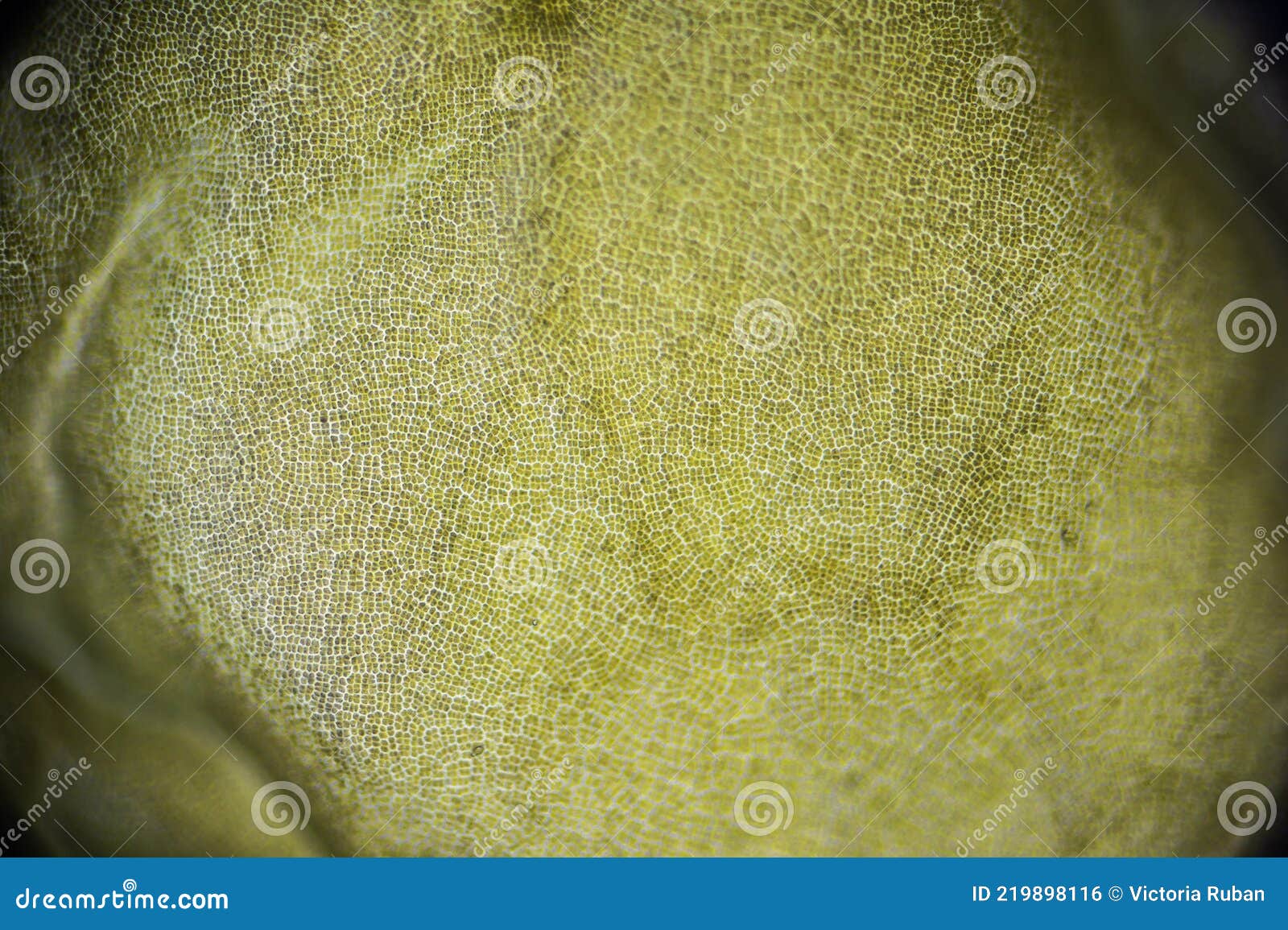 Far Eastern Kelp Macro Close Up Under the Light Microscope Stock Photo ...