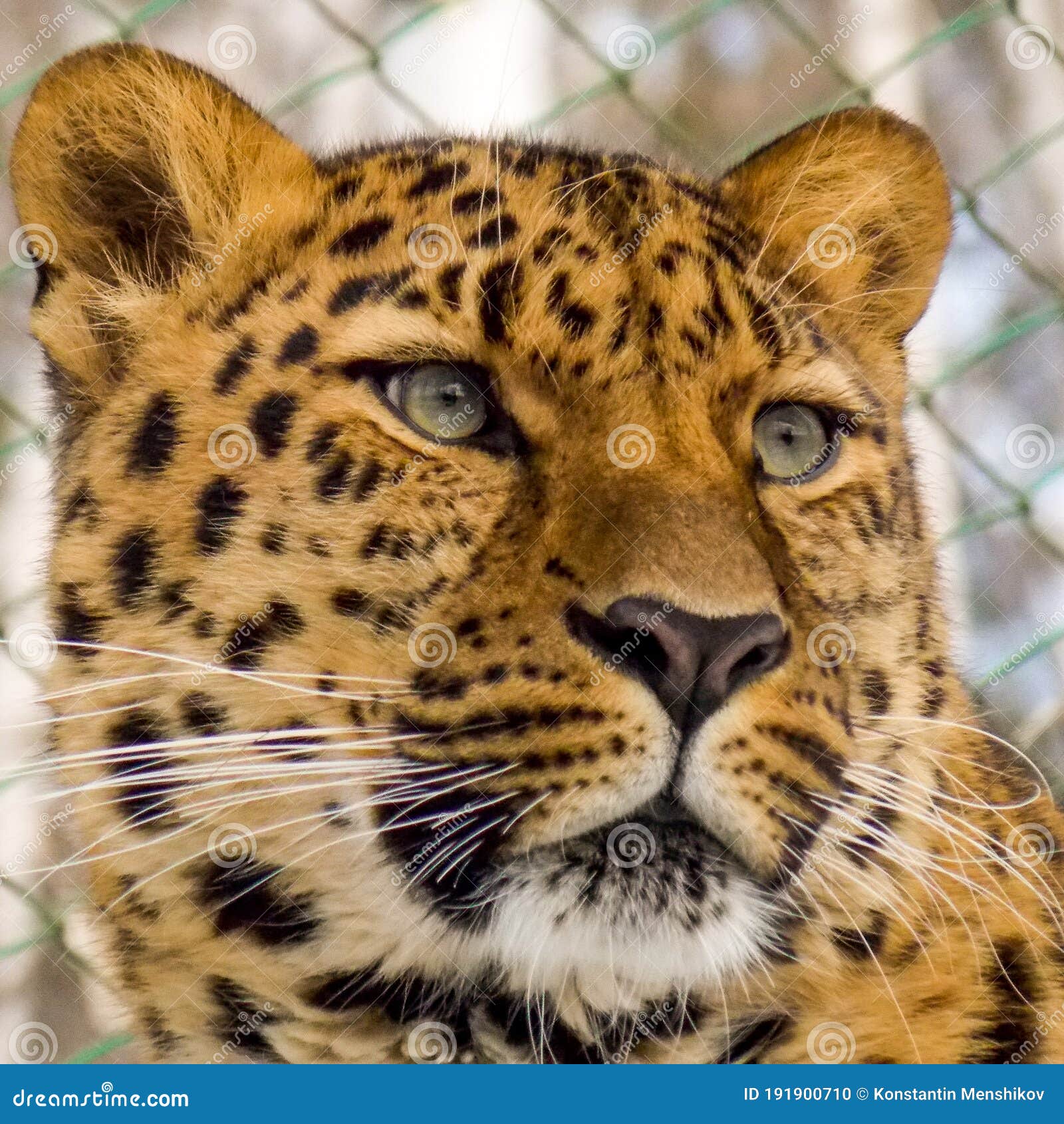 The Far Eastern Leopard, Also Called the Amur Leopard, is the Rarest ...