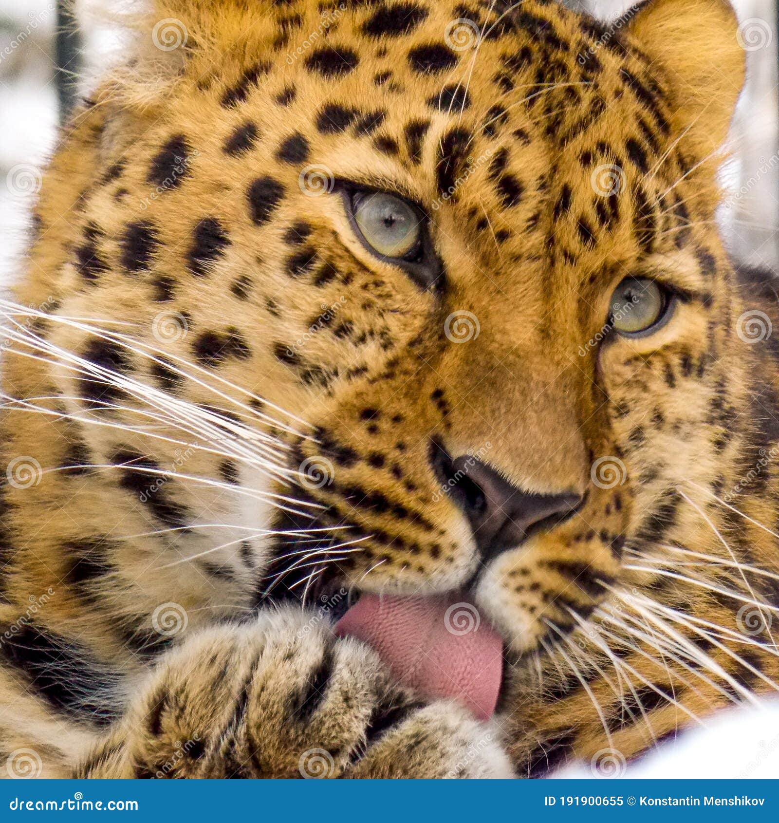 The Far Eastern Leopard Also Called The Amur Leopard Is The Rarest Cat In The Far Eastern