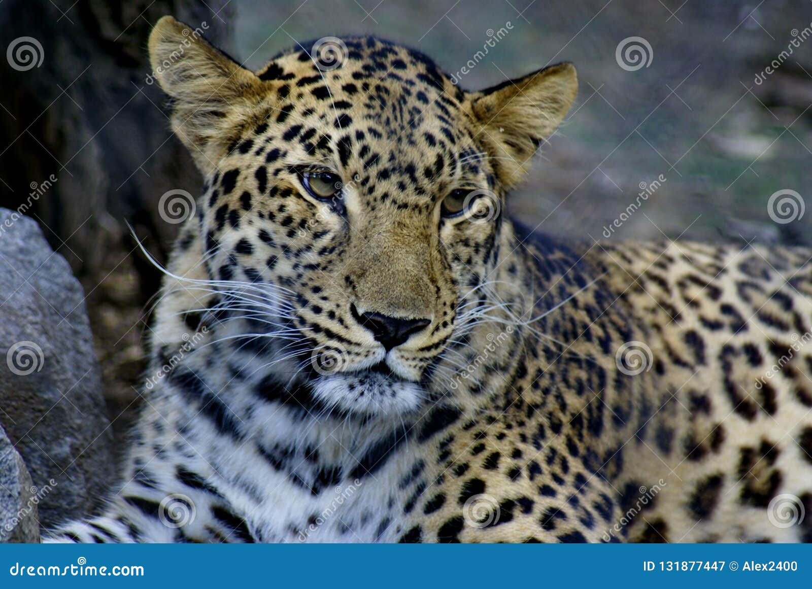 Far Eastern Leopard Resting In Captivity Stock Image Image Of Resting Portrait 131877447