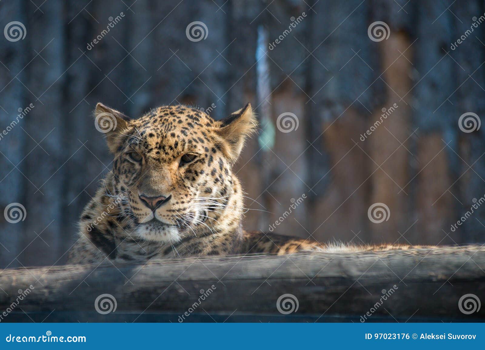 Far-Eastern Leopard Strong Fast Wild Animal Stock Photo - Image of ...