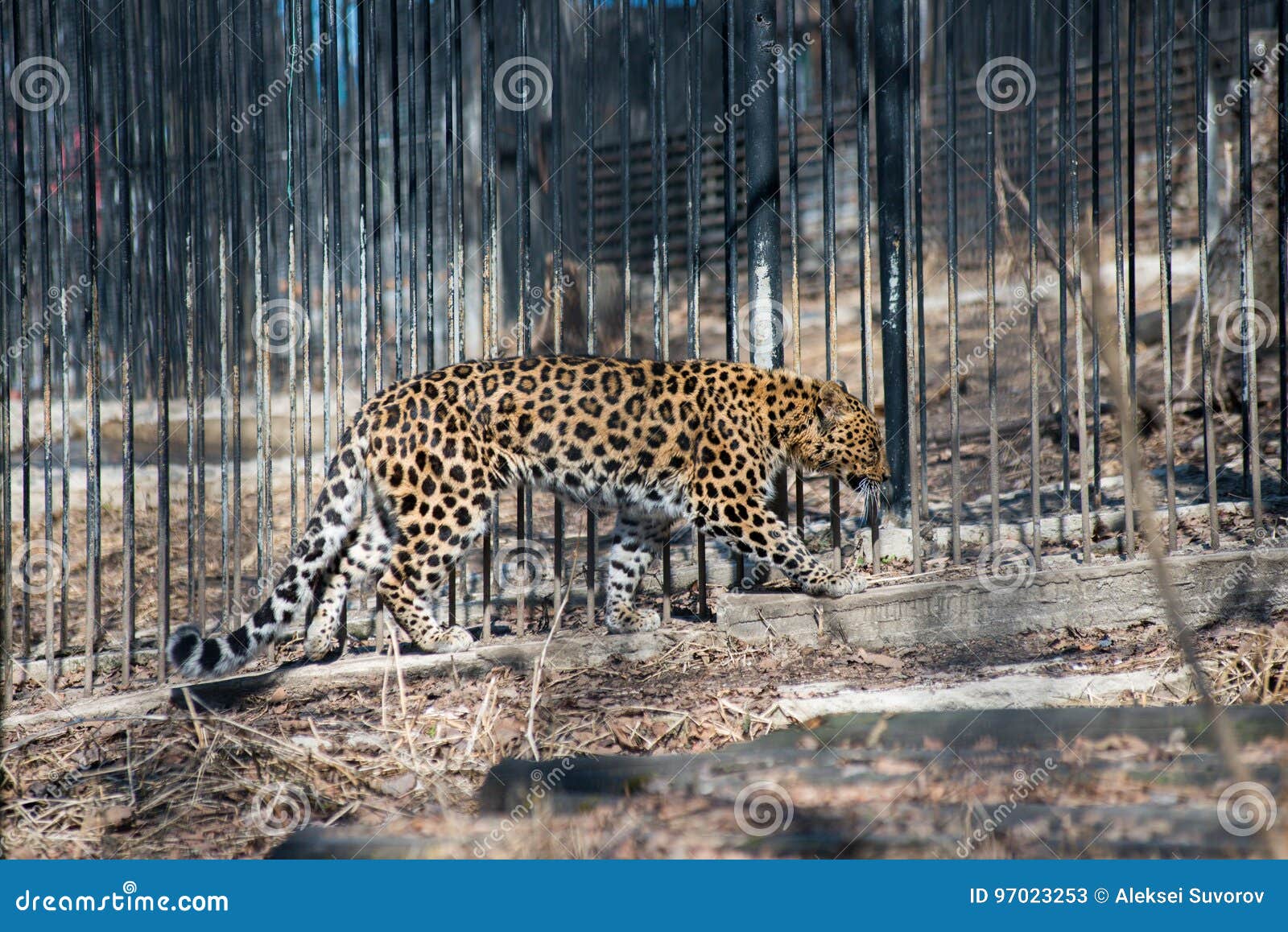Far-Eastern Leopard Strong Fast Wild Animal Stock Image - Image of ...