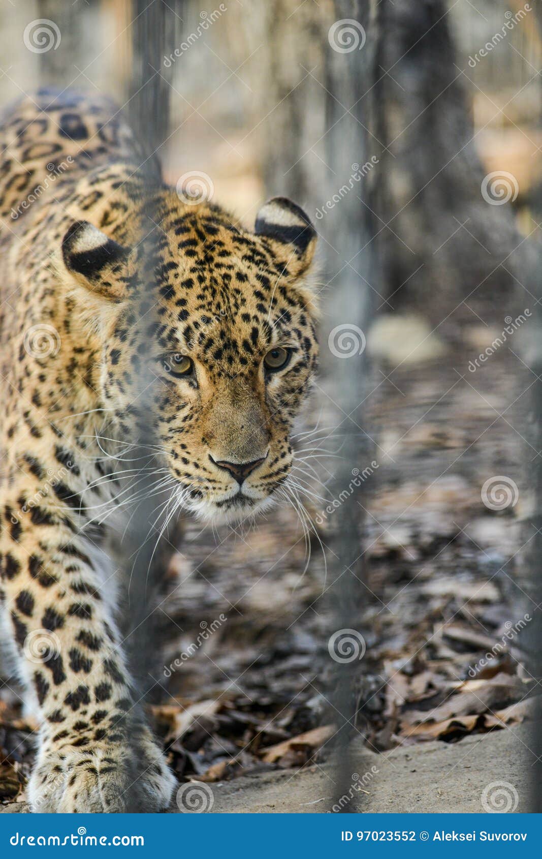 Far-Eastern Leopard Strong Fast Wild Animal Stock Photo - Image of ...
