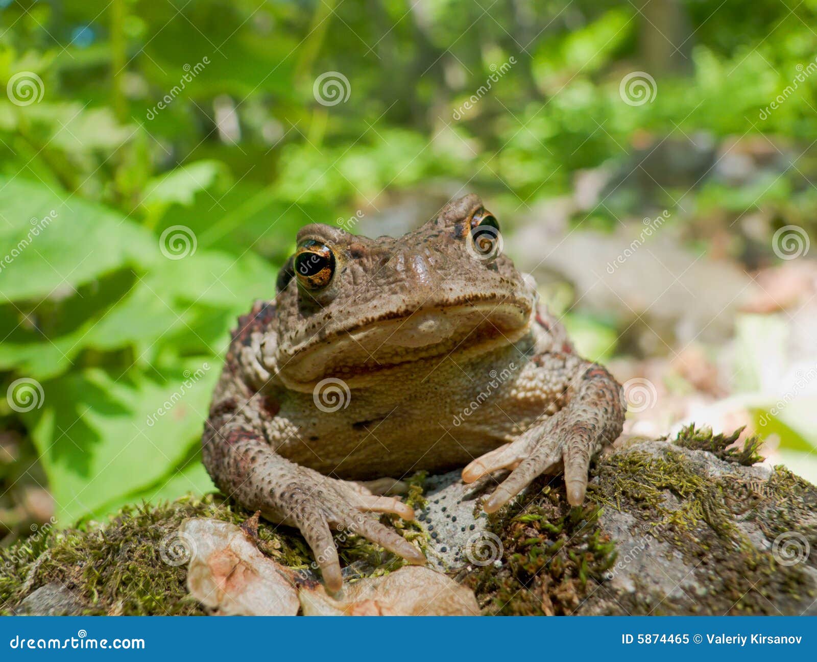 Far-eastern Toad (Bufo Gargarizans) 8 Stock Image - Image of jumper ...