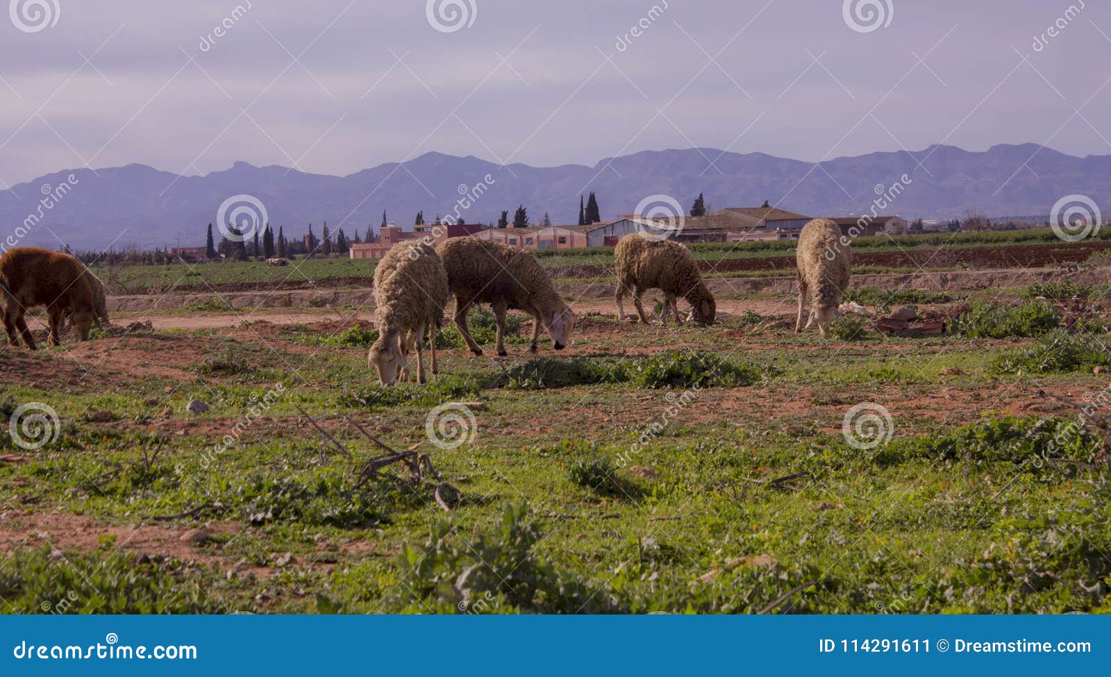 Far farm and close sheep stock image. Image of river - 114291611