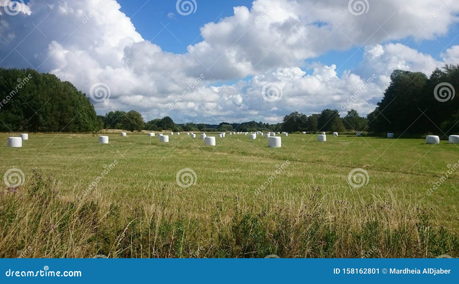 Far grass Wheat farm stock image. Image of grass, farm - 158162801