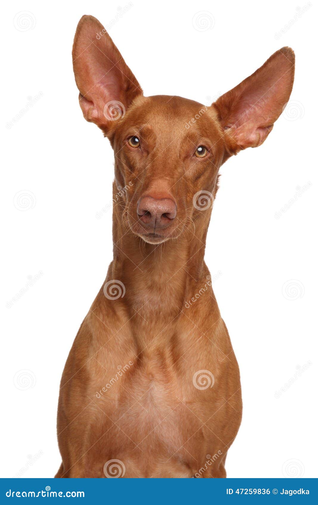 Faraohond stock foto. Image of sluit, bruin, hond, portret - 47259836