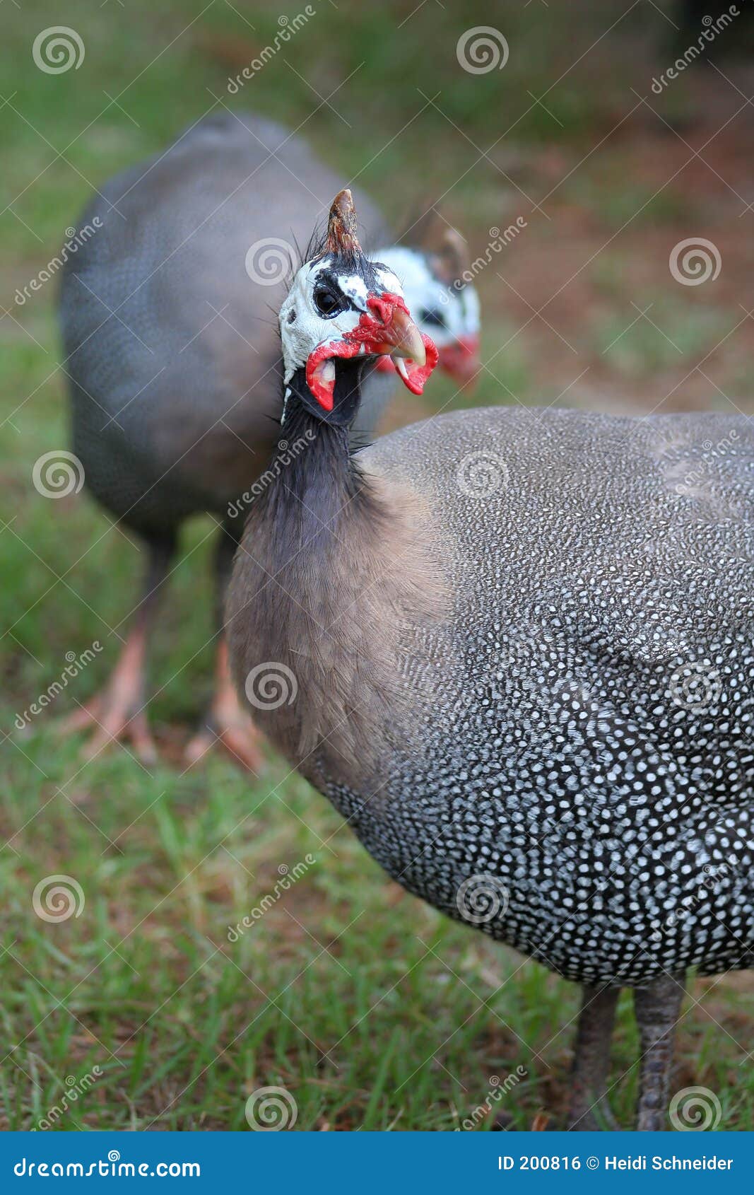 Faraona fotografia stock. Immagine di cascato, animale - 200816