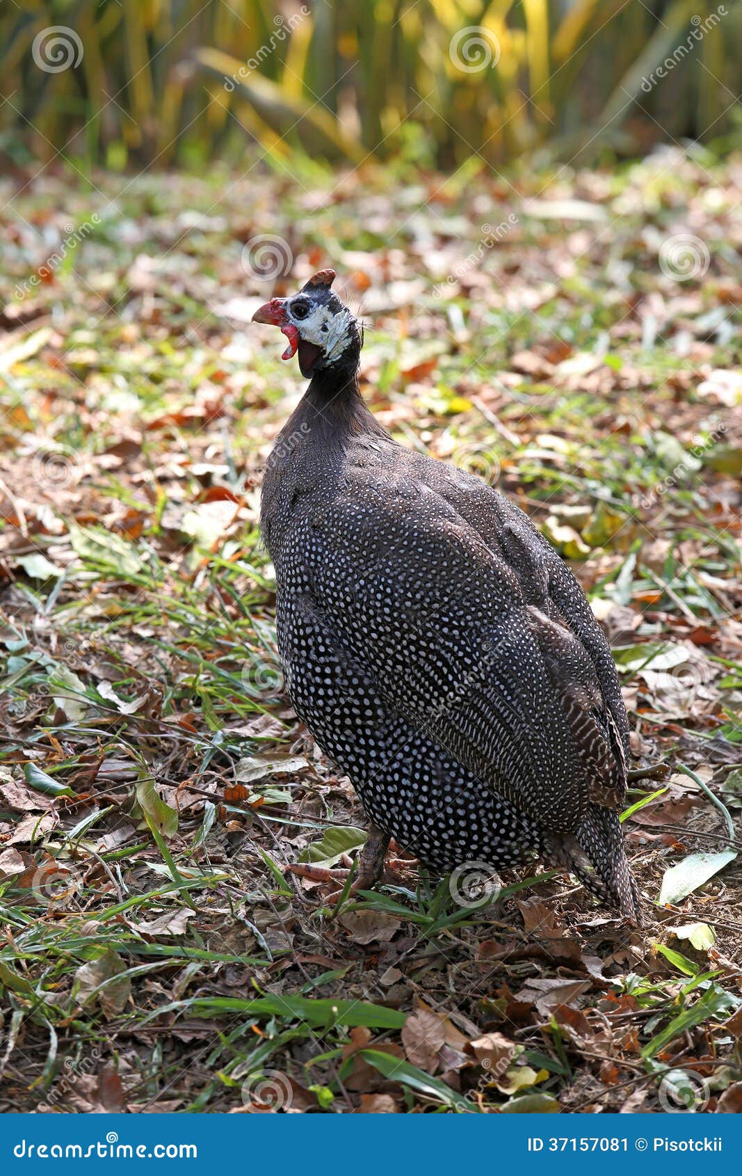 Faraona immagine stock. Immagine di verde, aviario, africa - 37157081
