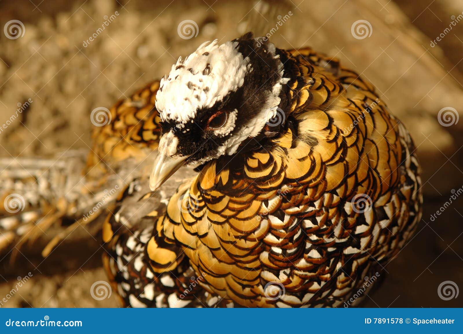 Faraona fotografia stock. Immagine di africano, bianco - 7891578