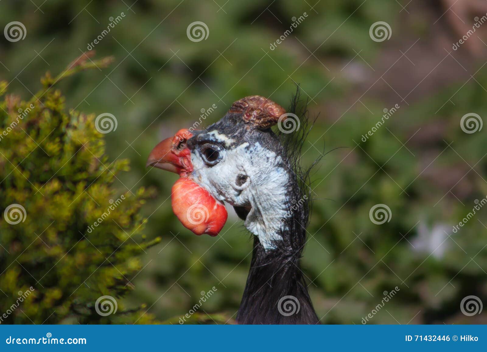 Faraona Comune (meleagris Del Numida) Fotografia Stock - Immagine di ...
