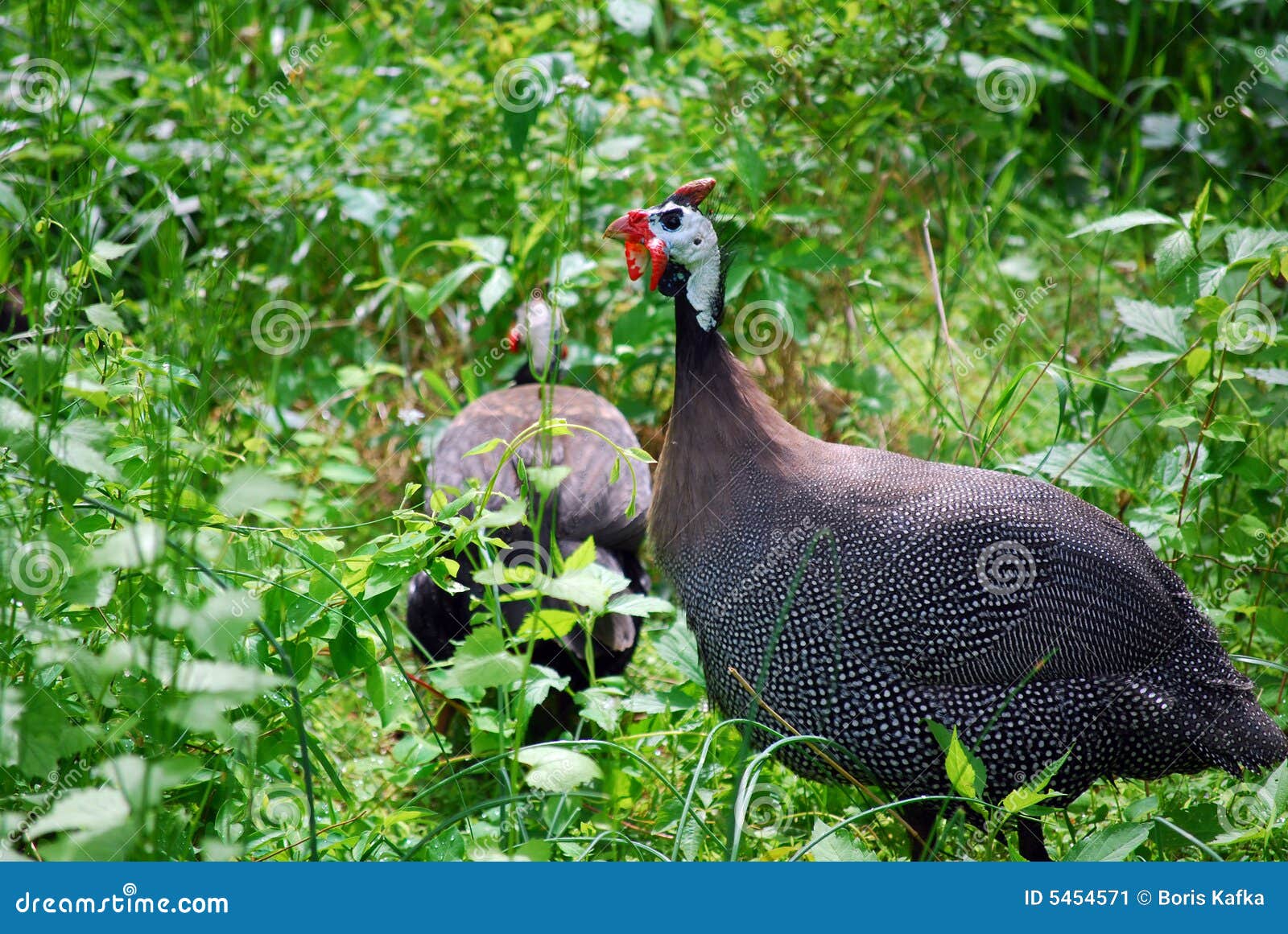 Faraona Maschio Con La Femmina Immagine Stock - Immagine di maschio ...