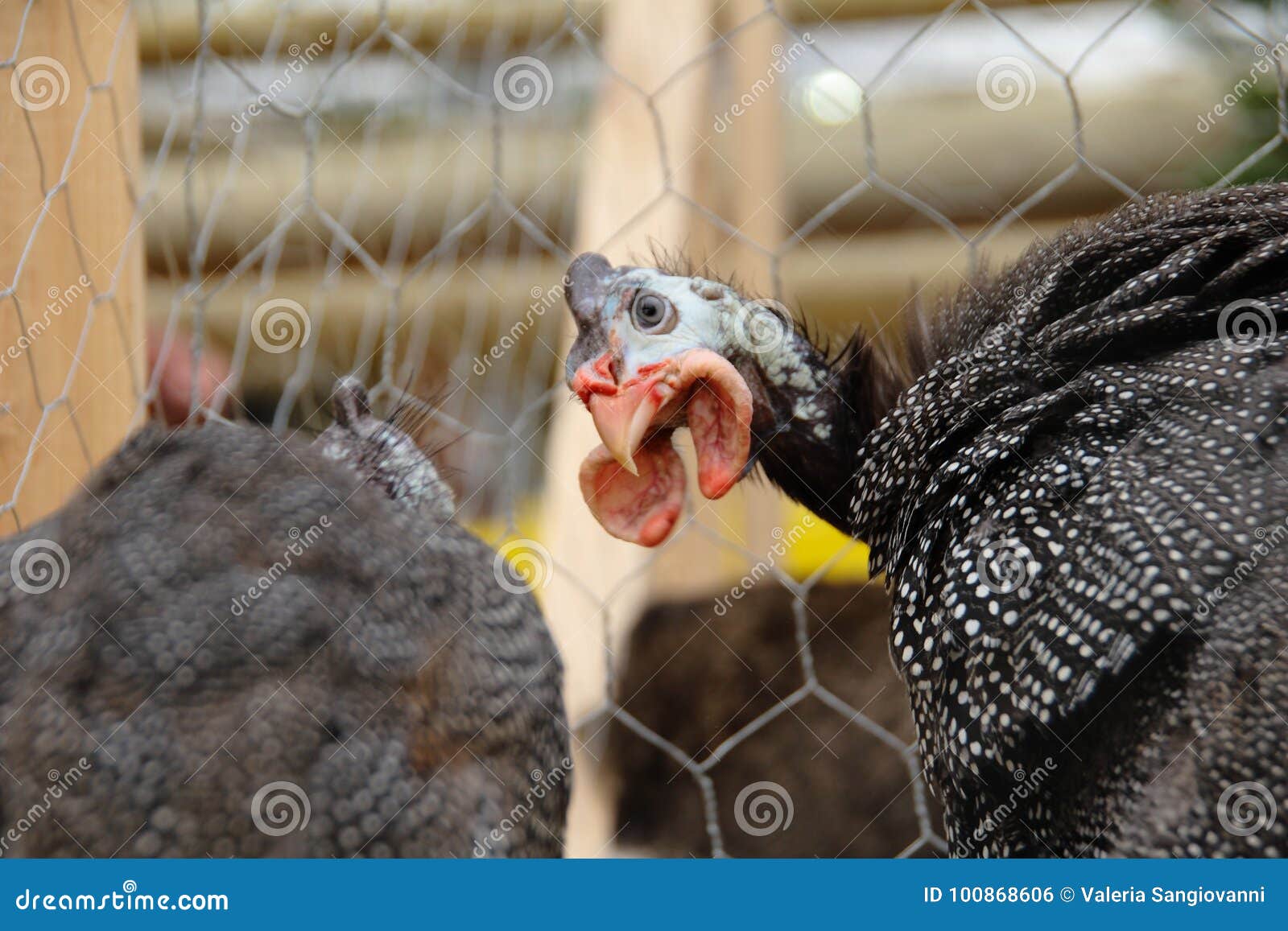 Faraone Del Cappone Del Pollo Fotografia Stock - Immagine di uovo ...