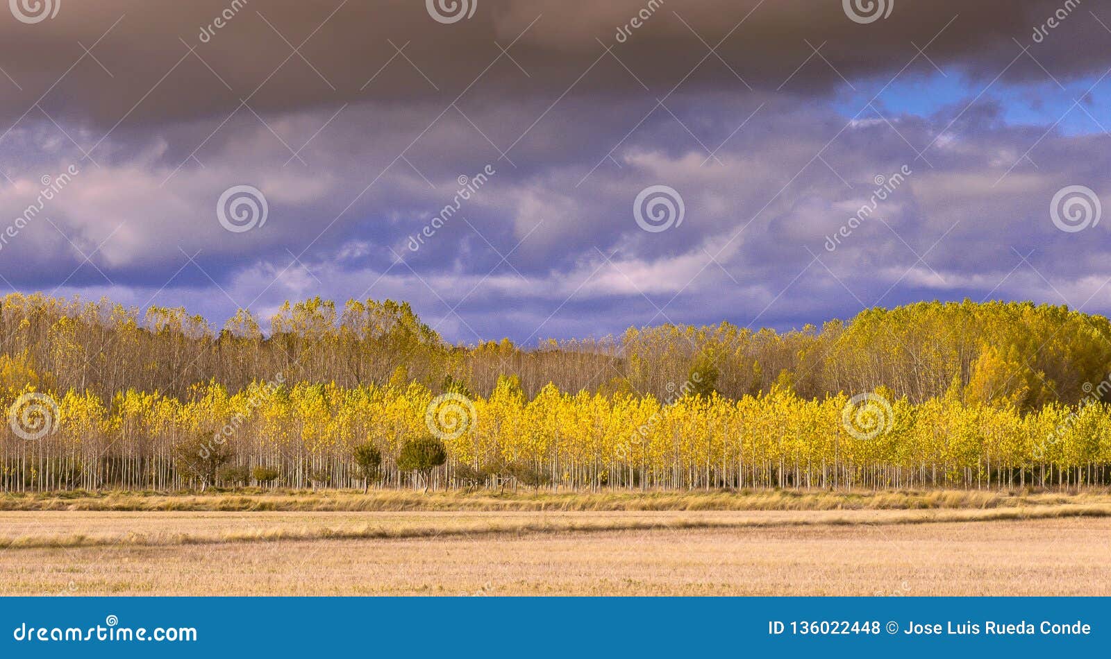 Faraway Forest of Poplars in Autumn Time Editorial Stock Photo - Image ...