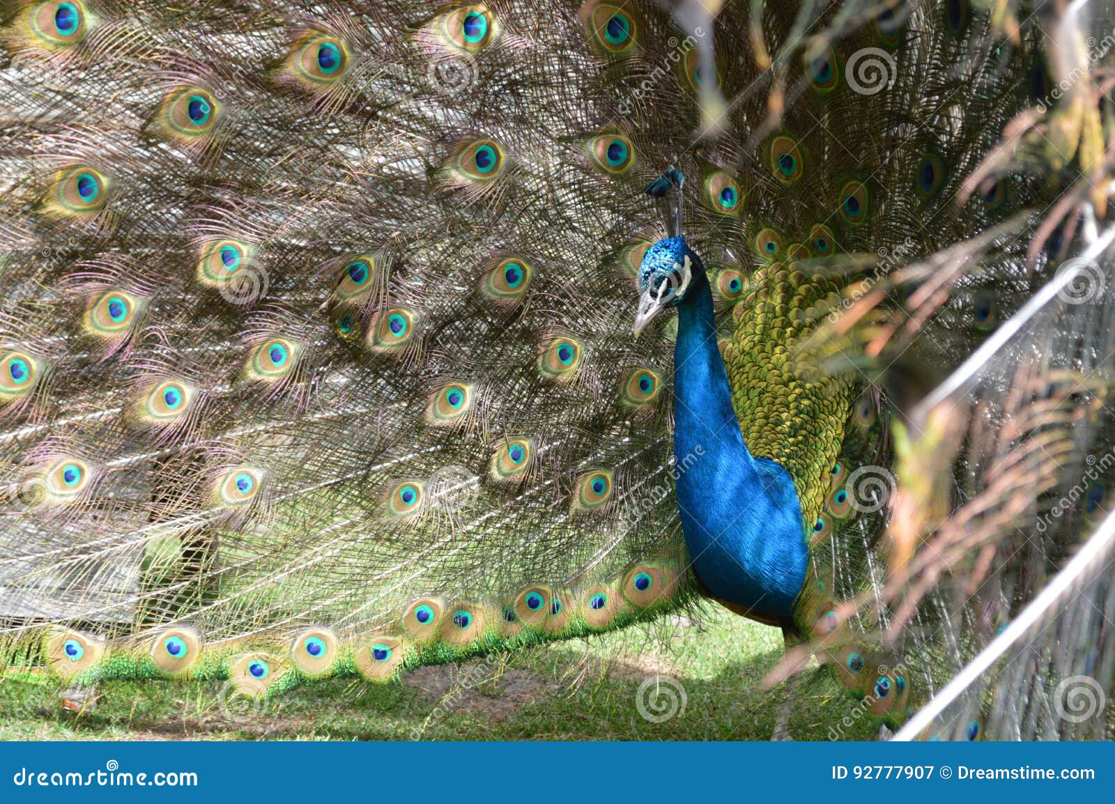 Farben in Allen Augen Eines Pfaus Stockbild - Bild von pfau, klicken ...