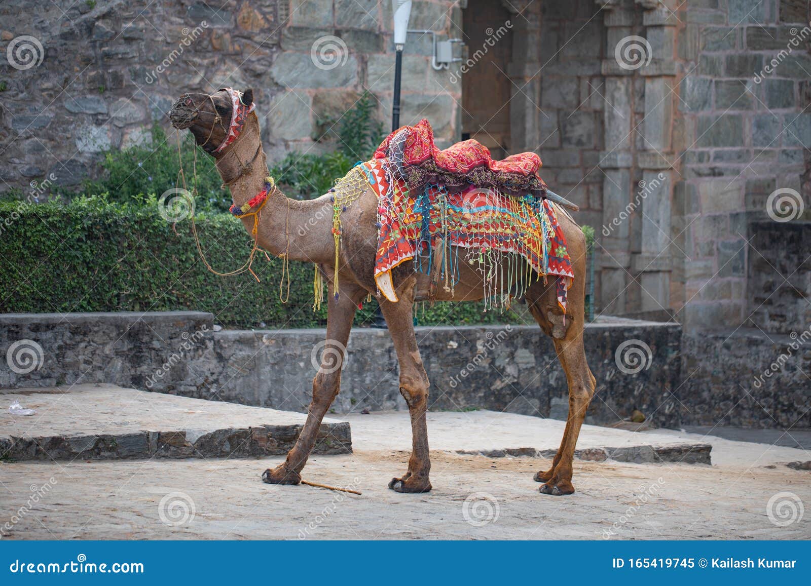 Farbige Dressing-Kamel stockbild. Bild von tier, dromedar - 165419745