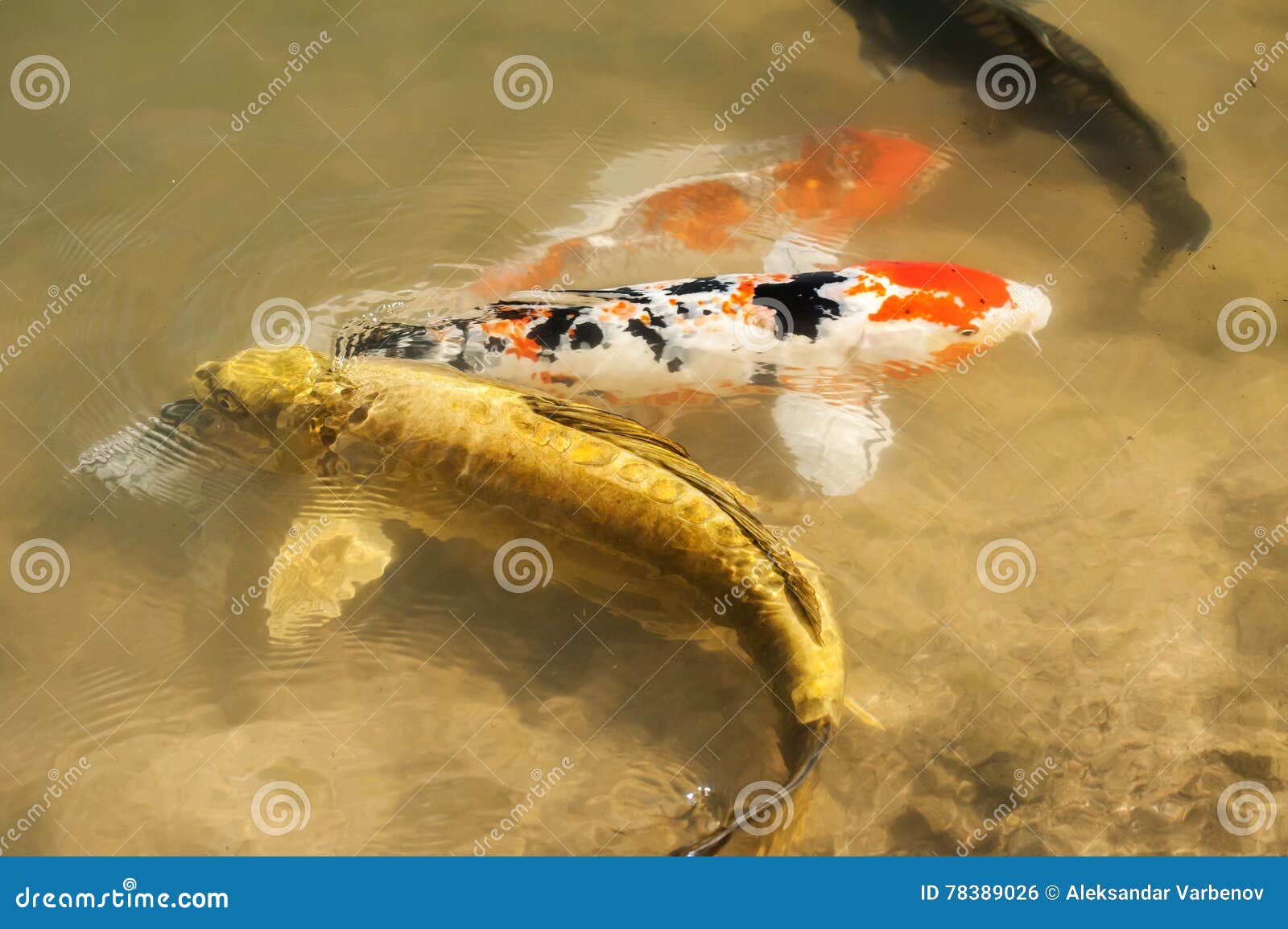 Farbige koi Fische stockfoto. Bild von gefärbt, tier - 78389026