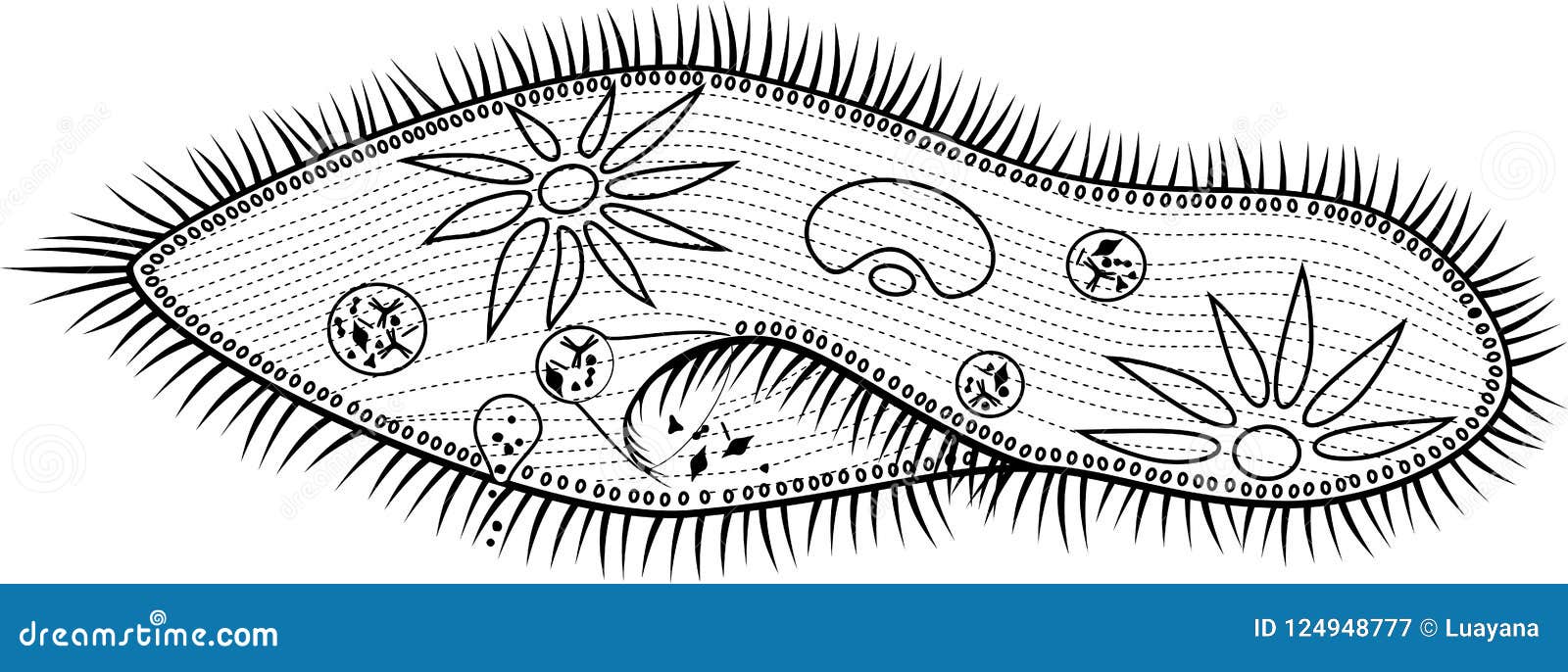 Farbtonseite Struktur Von Paramecium Caudatum Vektor Abbildung ...