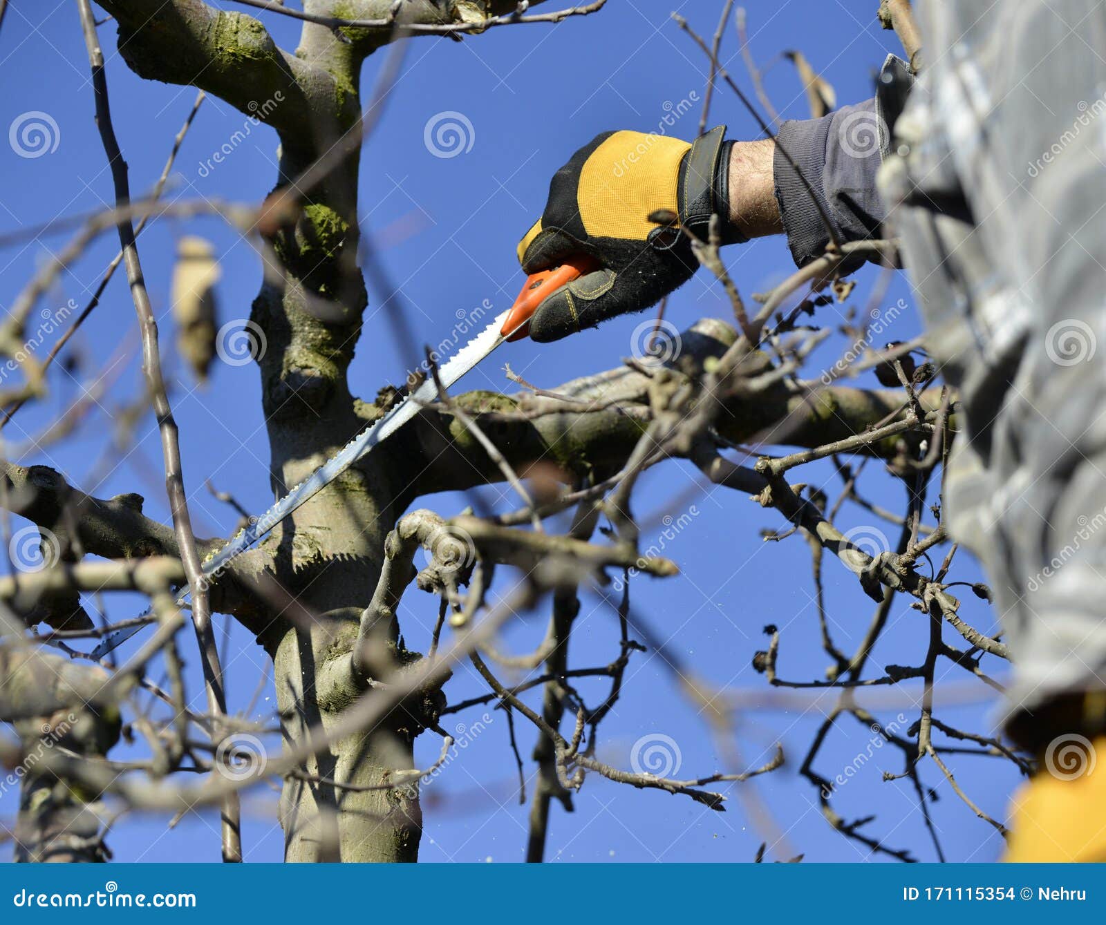 Farmer Pruning Apple Orchard in Winter Stock Photo - Image of sharp ...