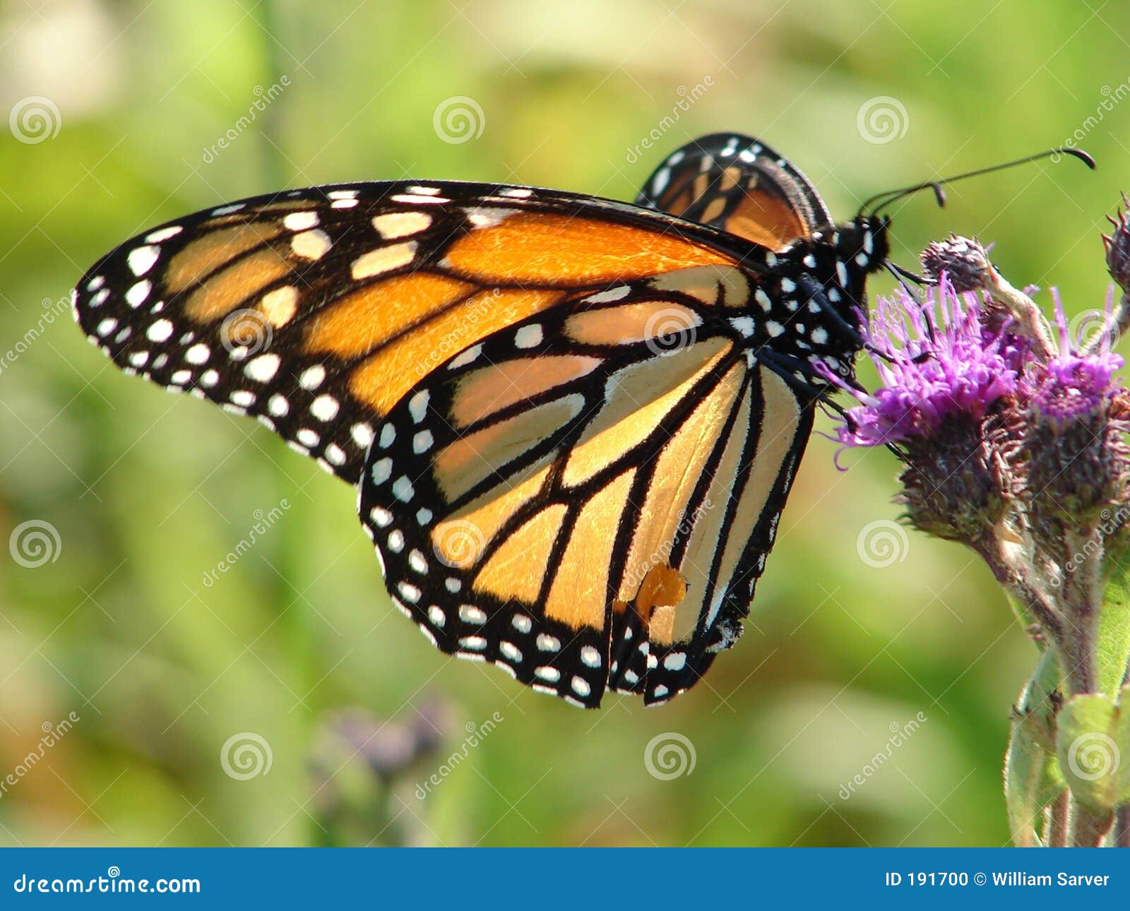 Farfalla fotografia stock. Immagine di farfalla, macro - 191700