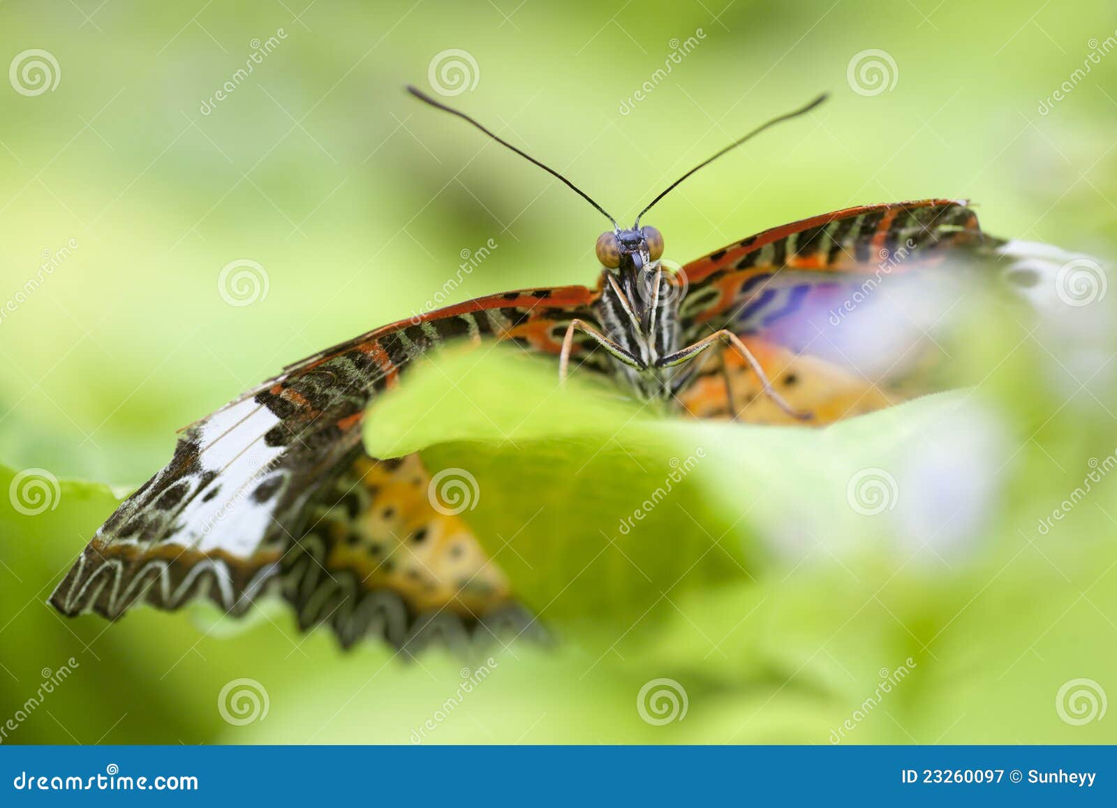 Farfalla immagine stock. Immagine di filiale, ecologia - 23260097