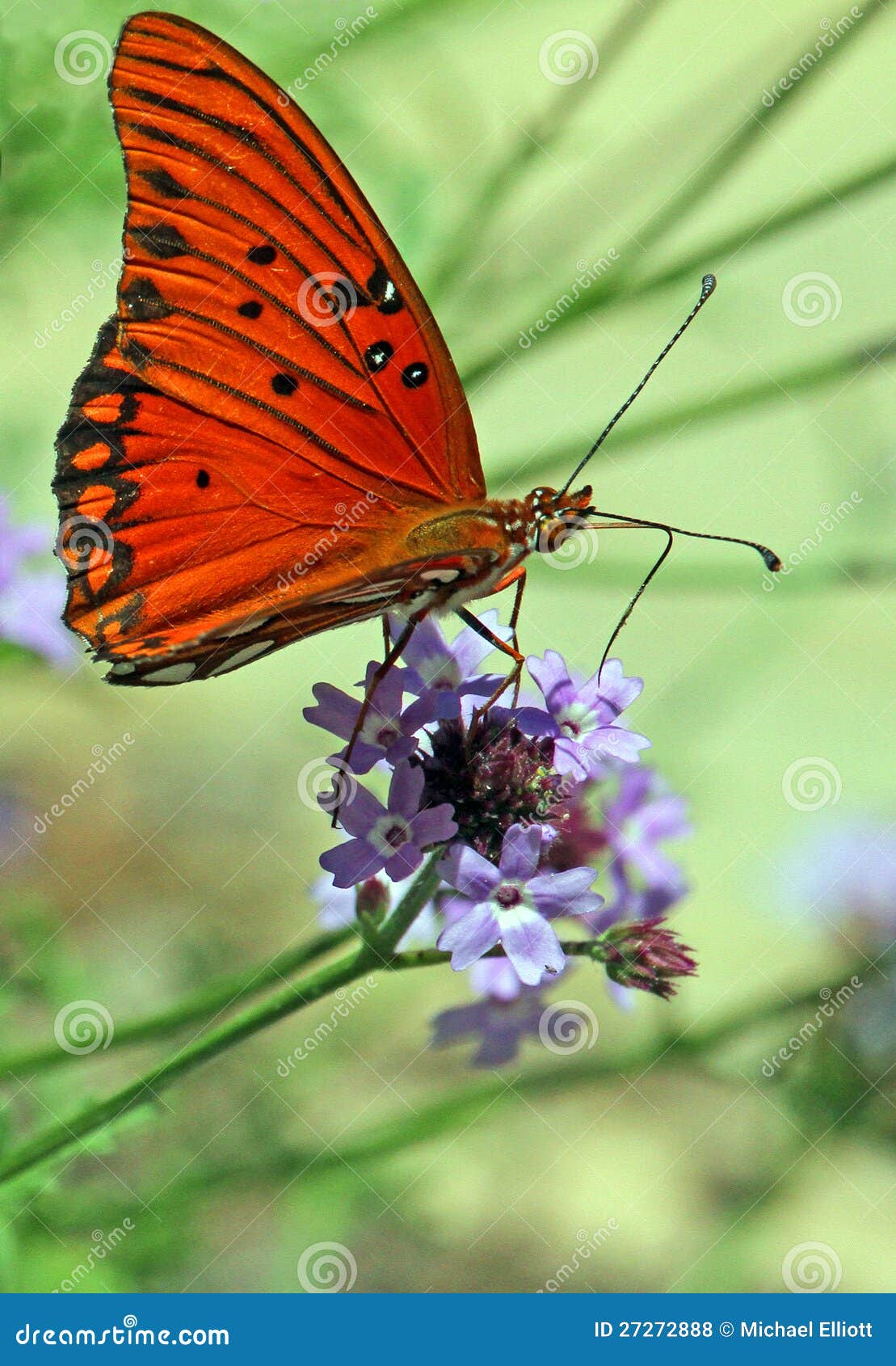 Farfalla fotografia stock. Immagine di volo, macro, sbattimento - 27272888