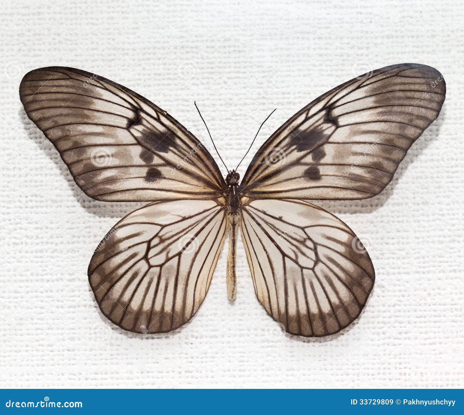 Farfalla immagine stock. Immagine di farfalla, wildlife - 33729809